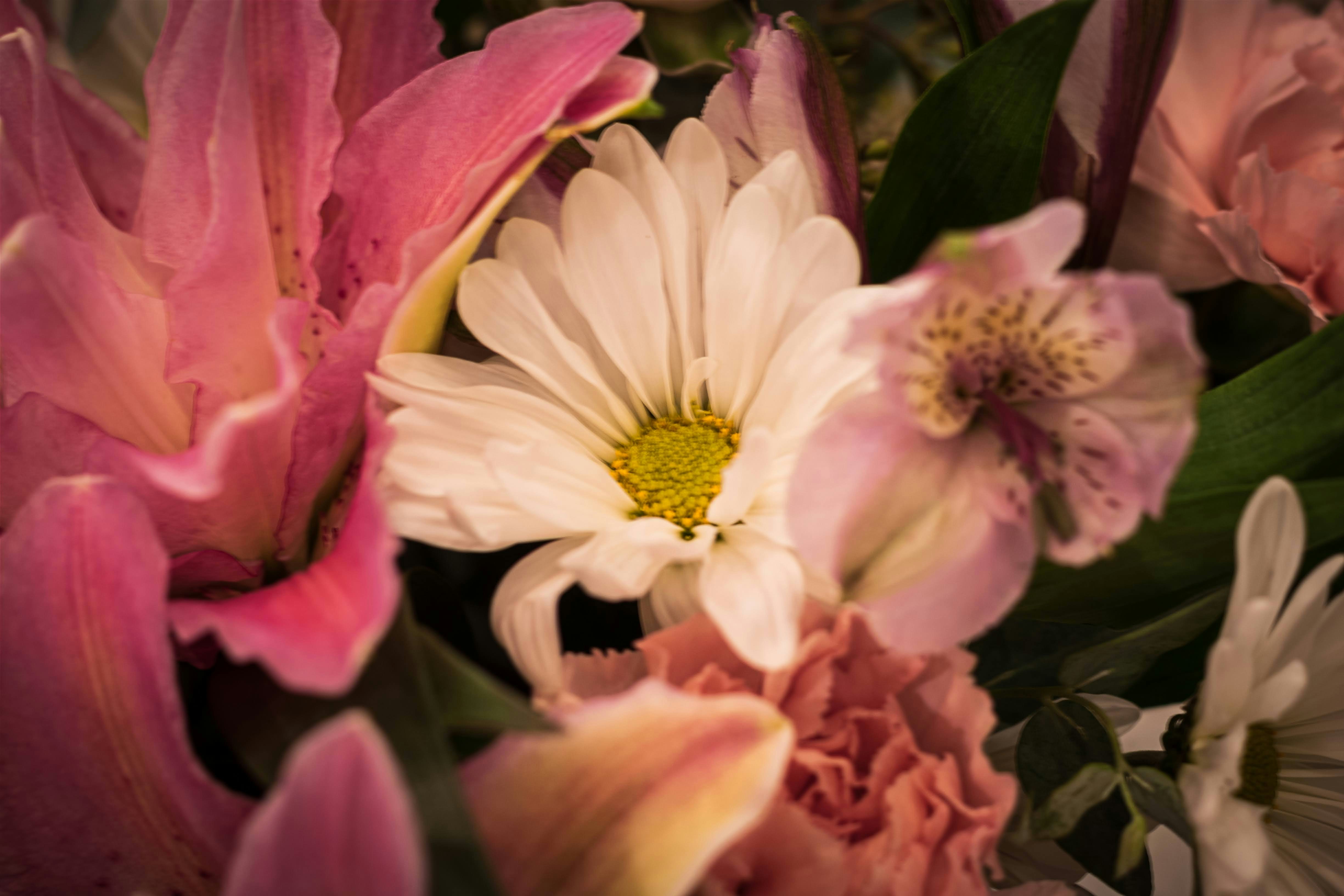 Soft Flowers Pictures | Download Free Images on Unsplash
