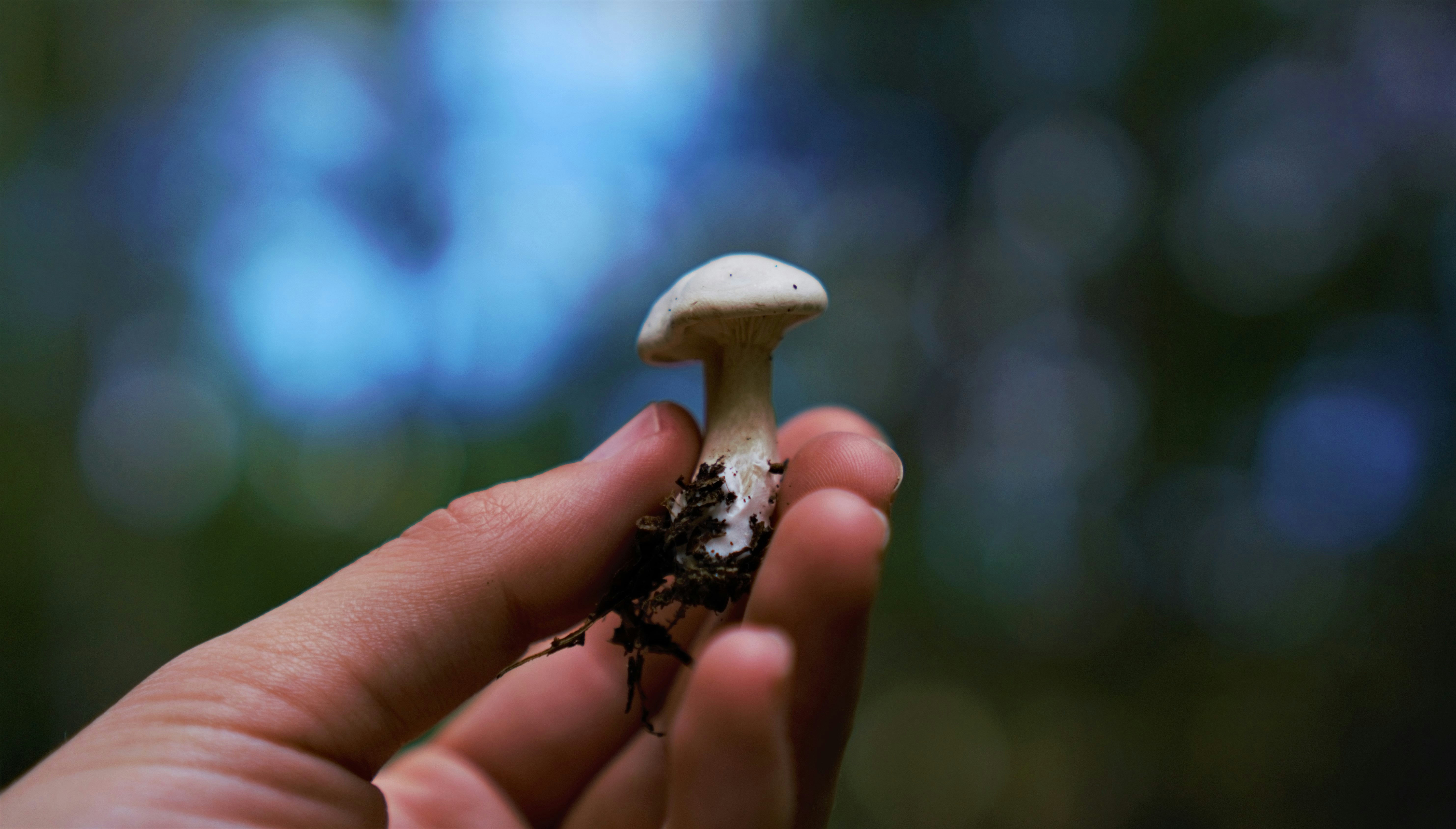 Delicate White Mushroom Framed by Fingers in a Velvet Forest Blur