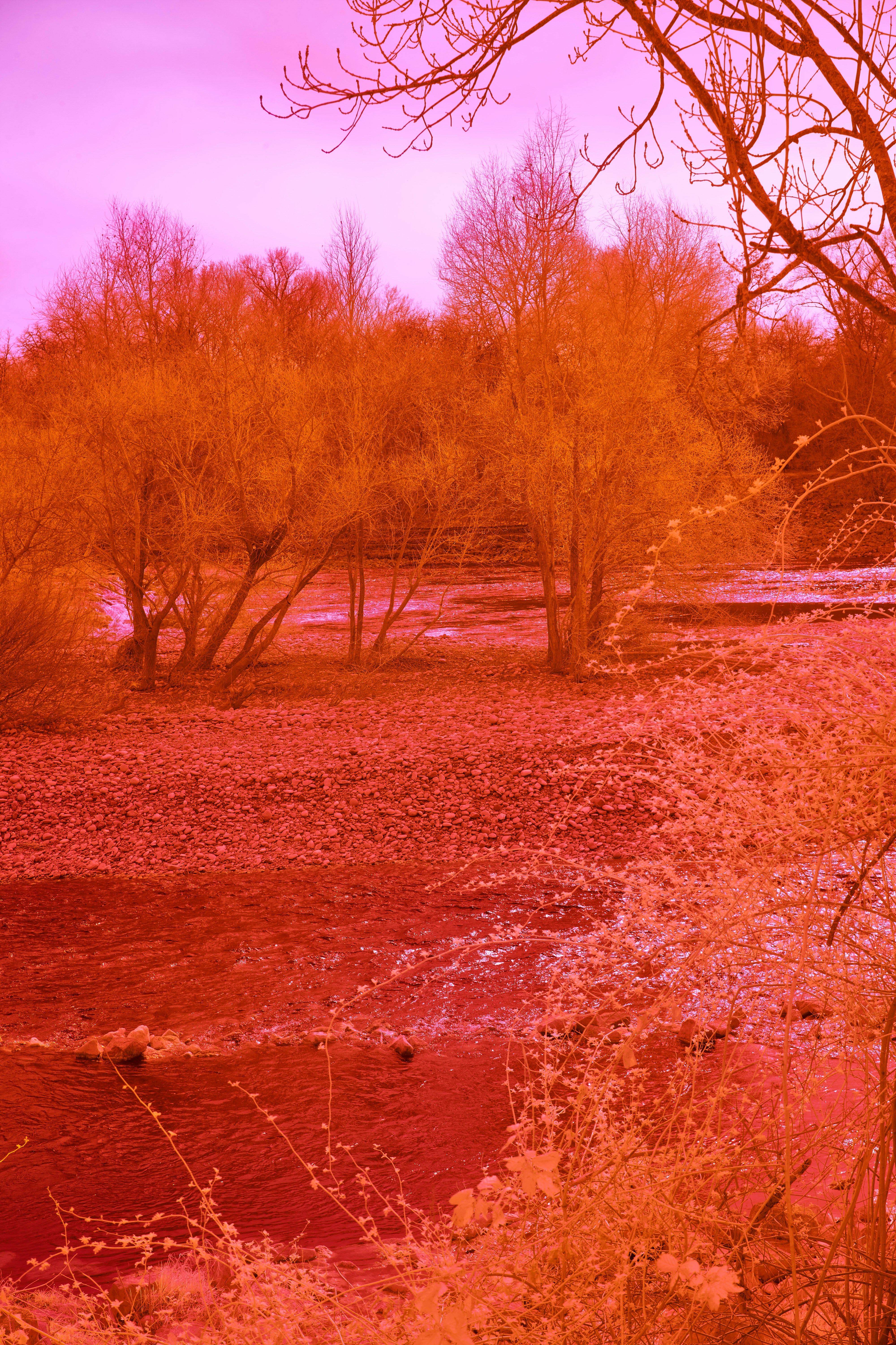 Une photo rouge et rose d’arbres et d’un plan d’eau photo – Photo ...