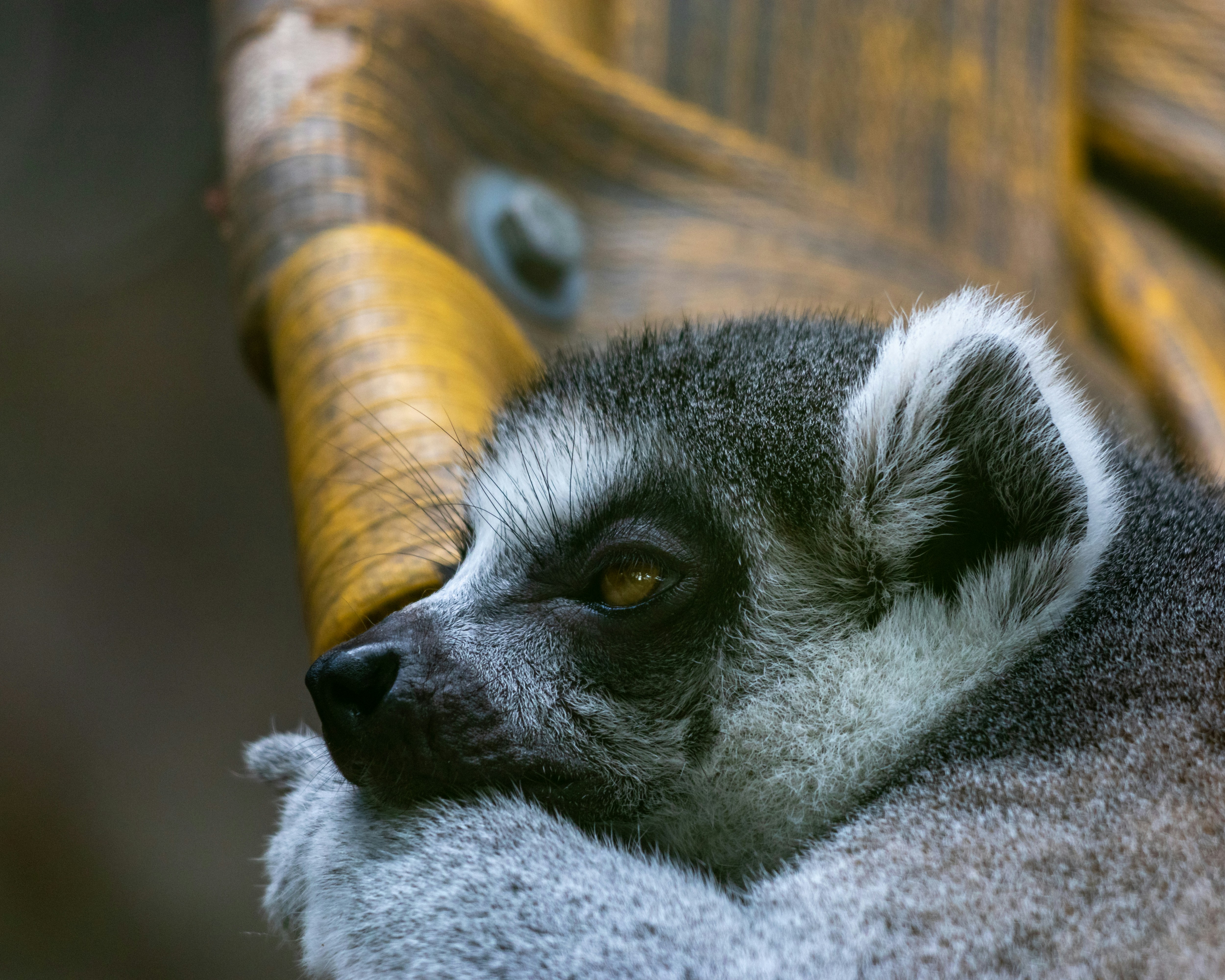 Resting in Reflection: The Lemur's Serenity