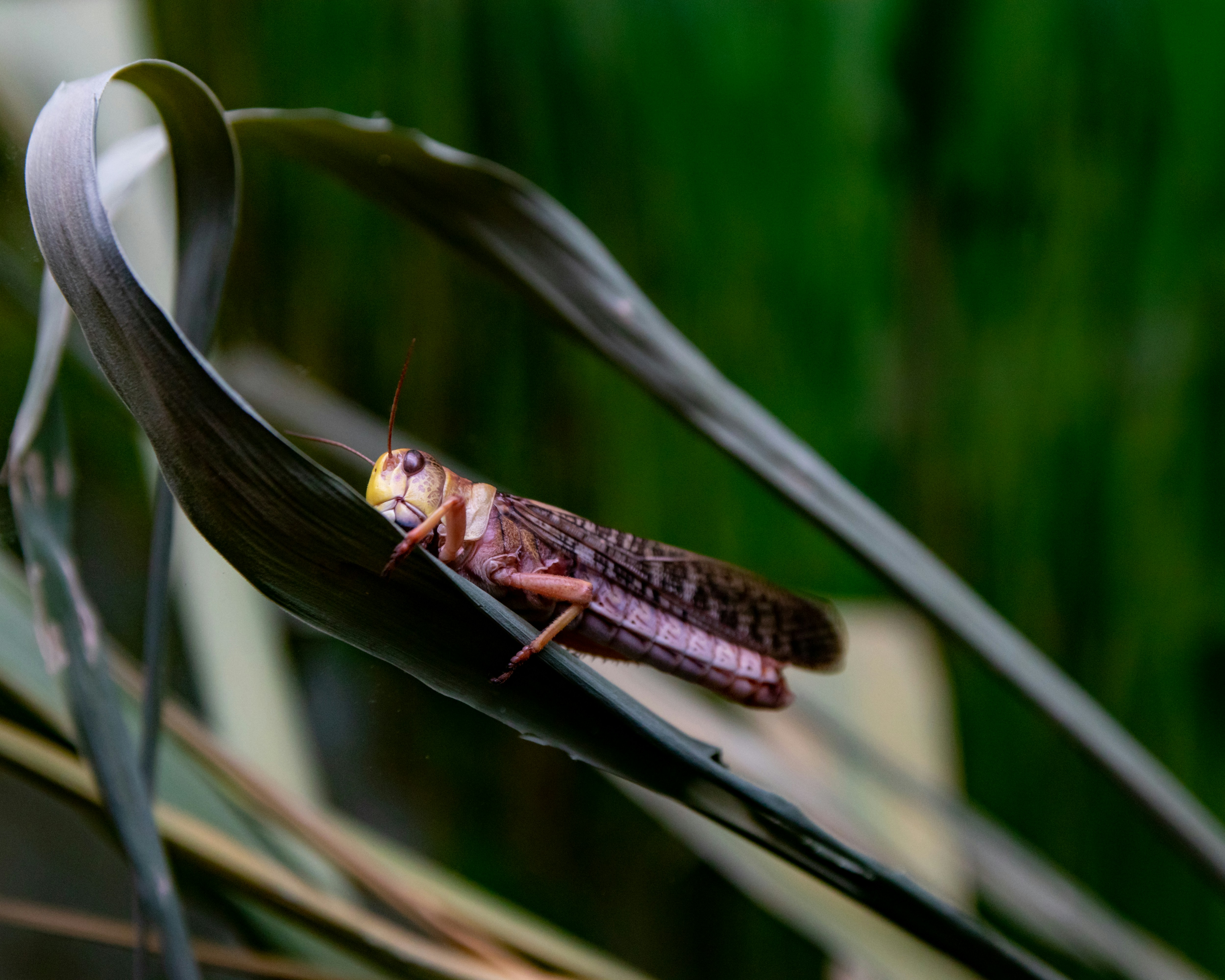 a close up of a bug on a plant