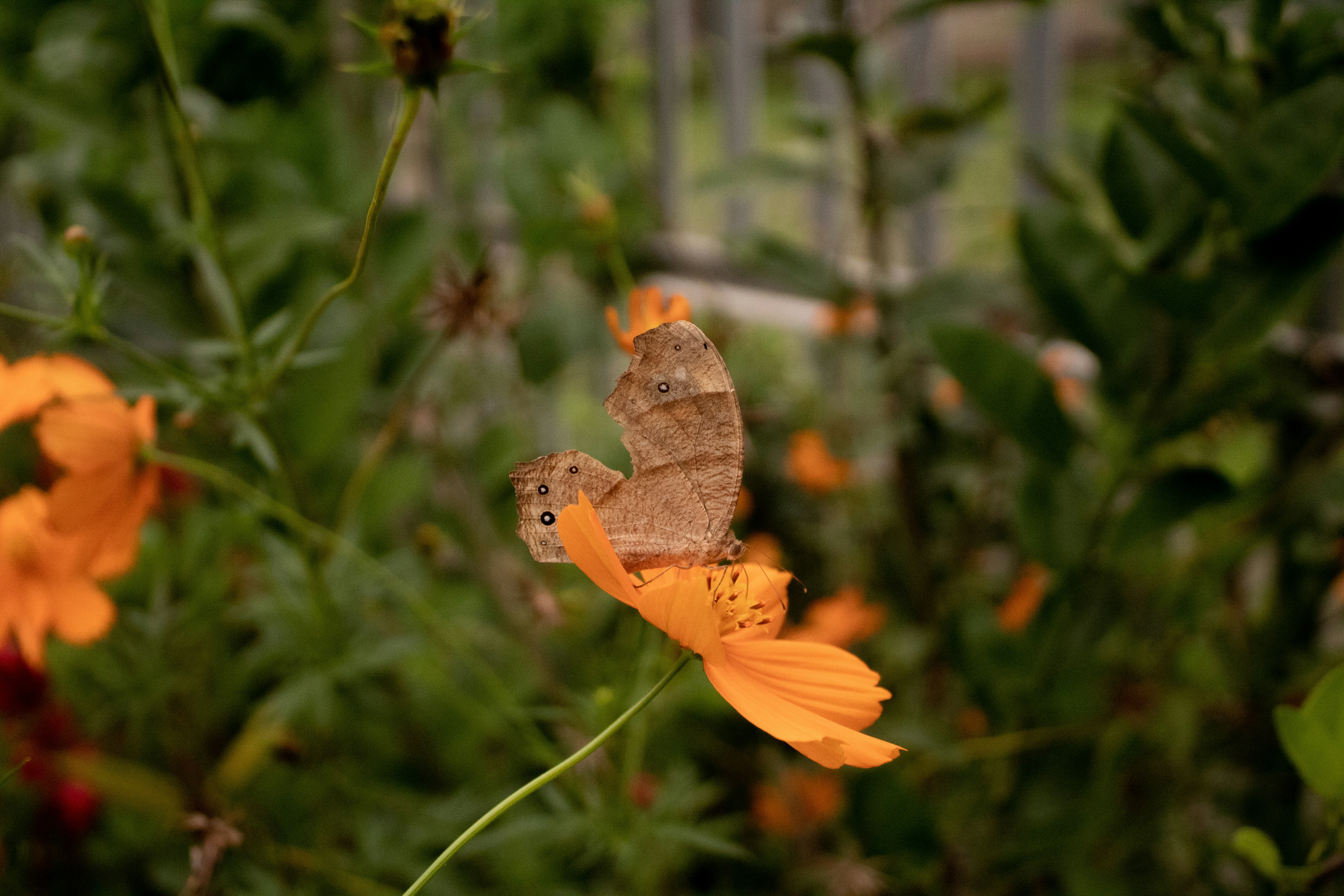 Butterfly brown on flower yellow
