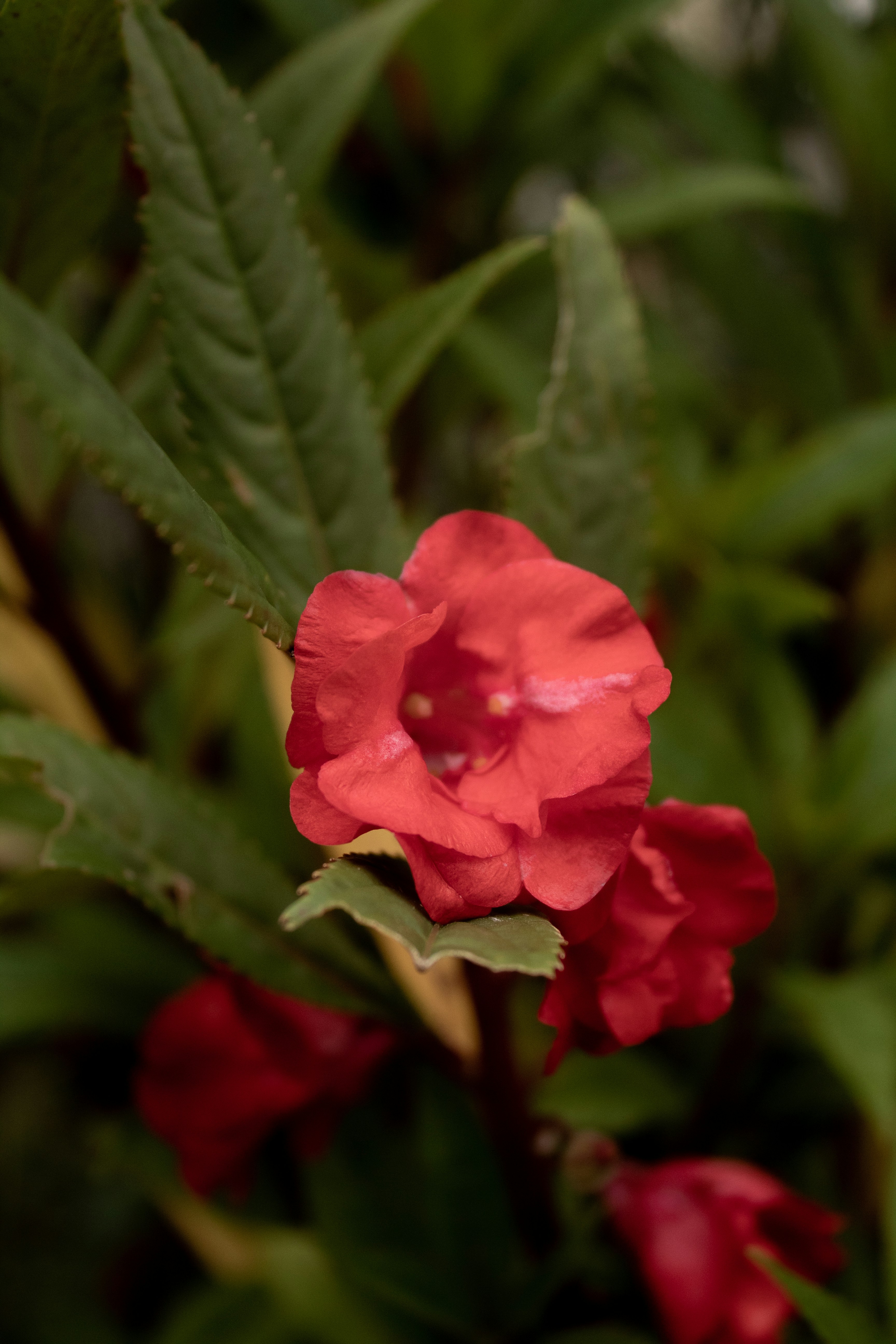 Crimson Blooms Amidst Lush Greenery
