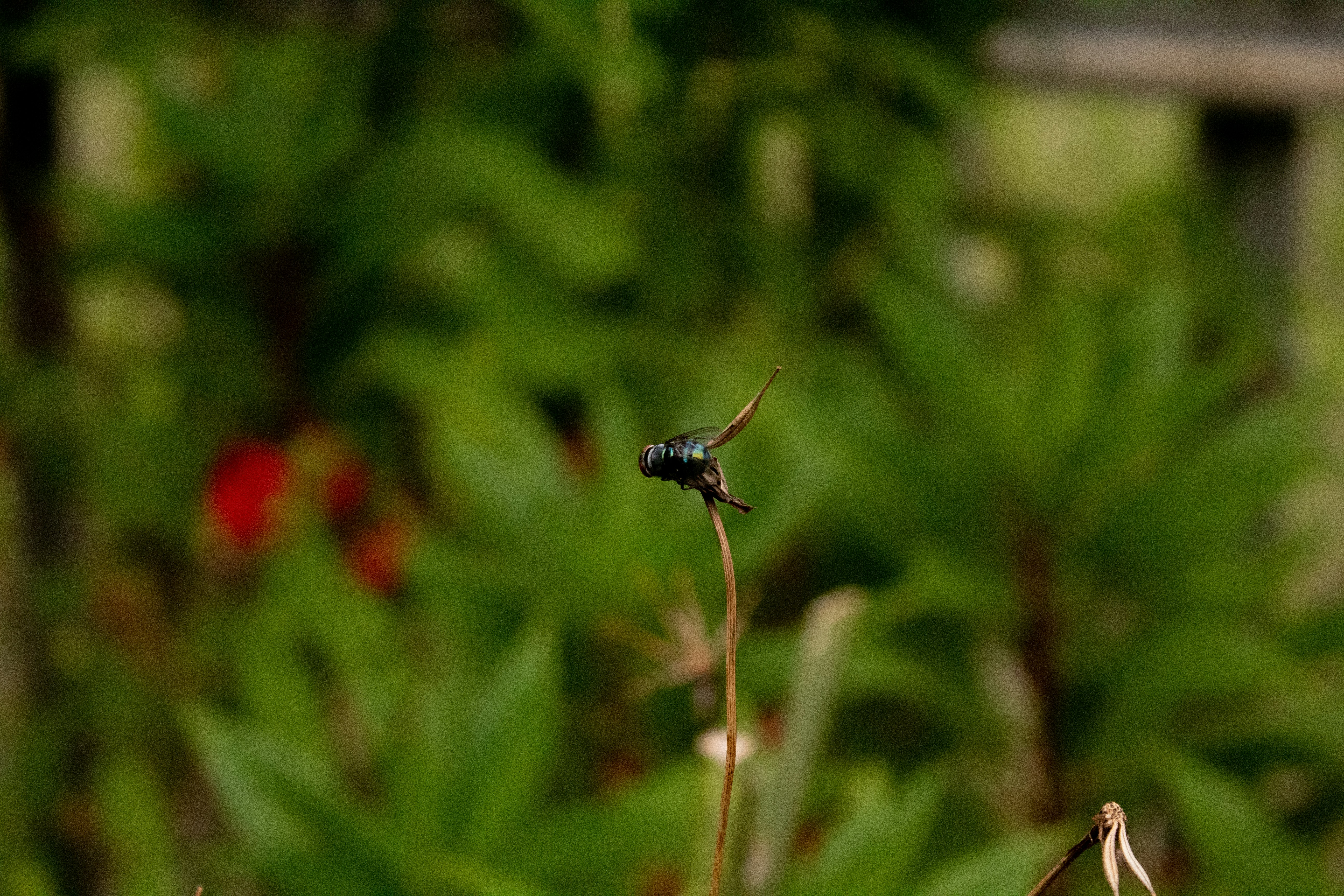 Lalat hijau hinggap di tangkai | a close up of a small insect on a plant