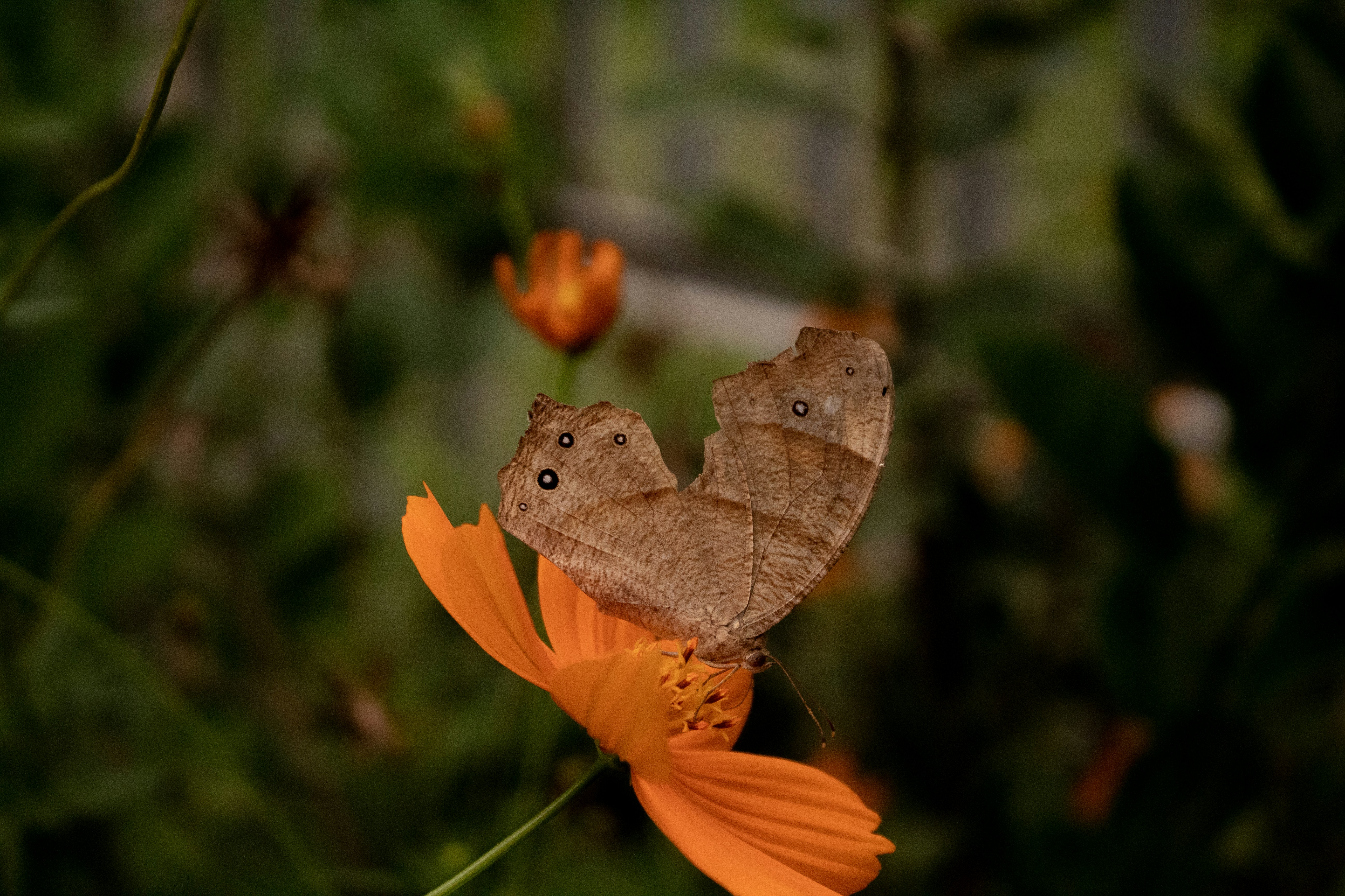 Muted Moth on a Tangerine Cosmos
