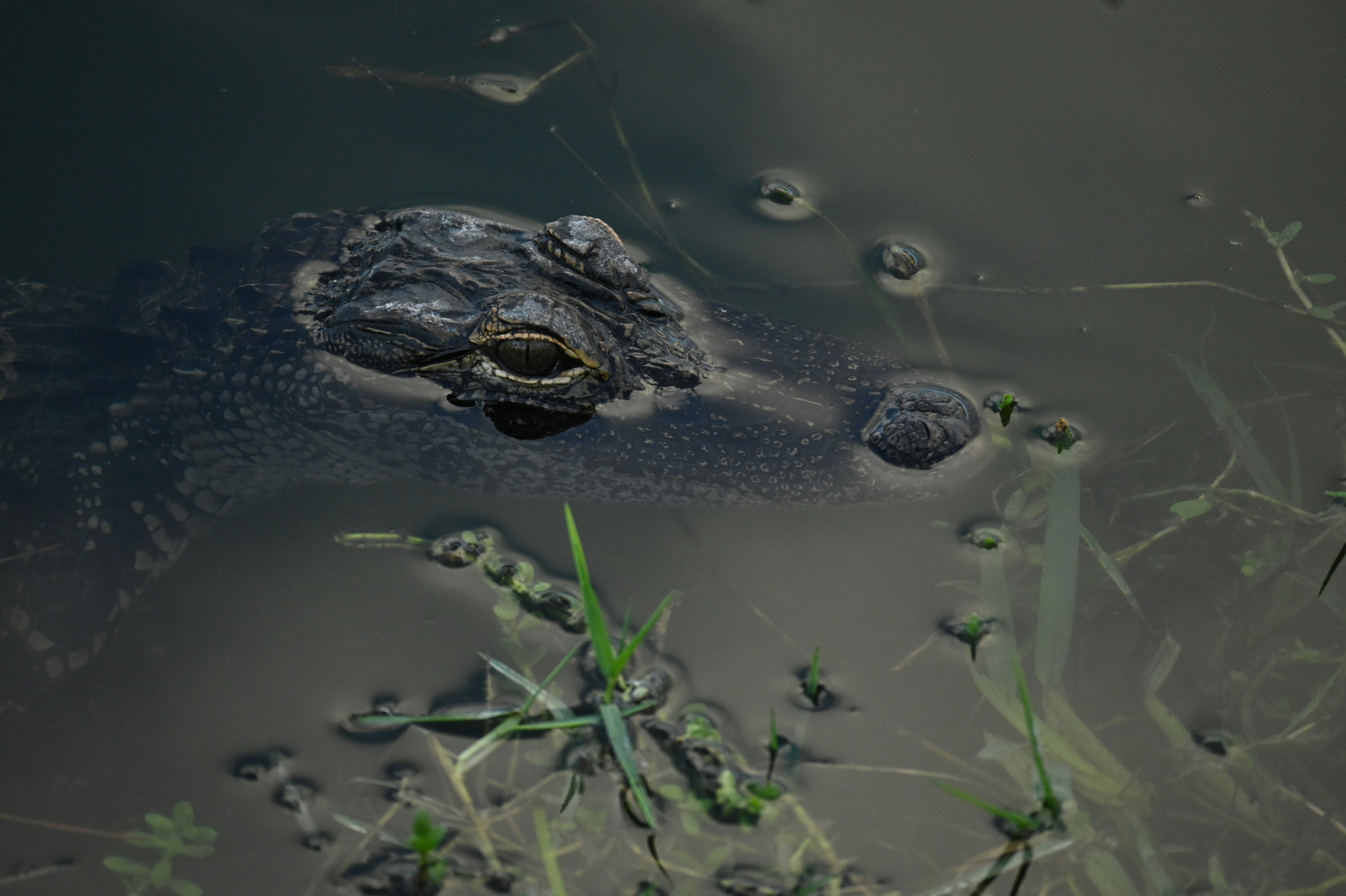 Alligator lurking just beneath the water's surface among aquatic vegetation.