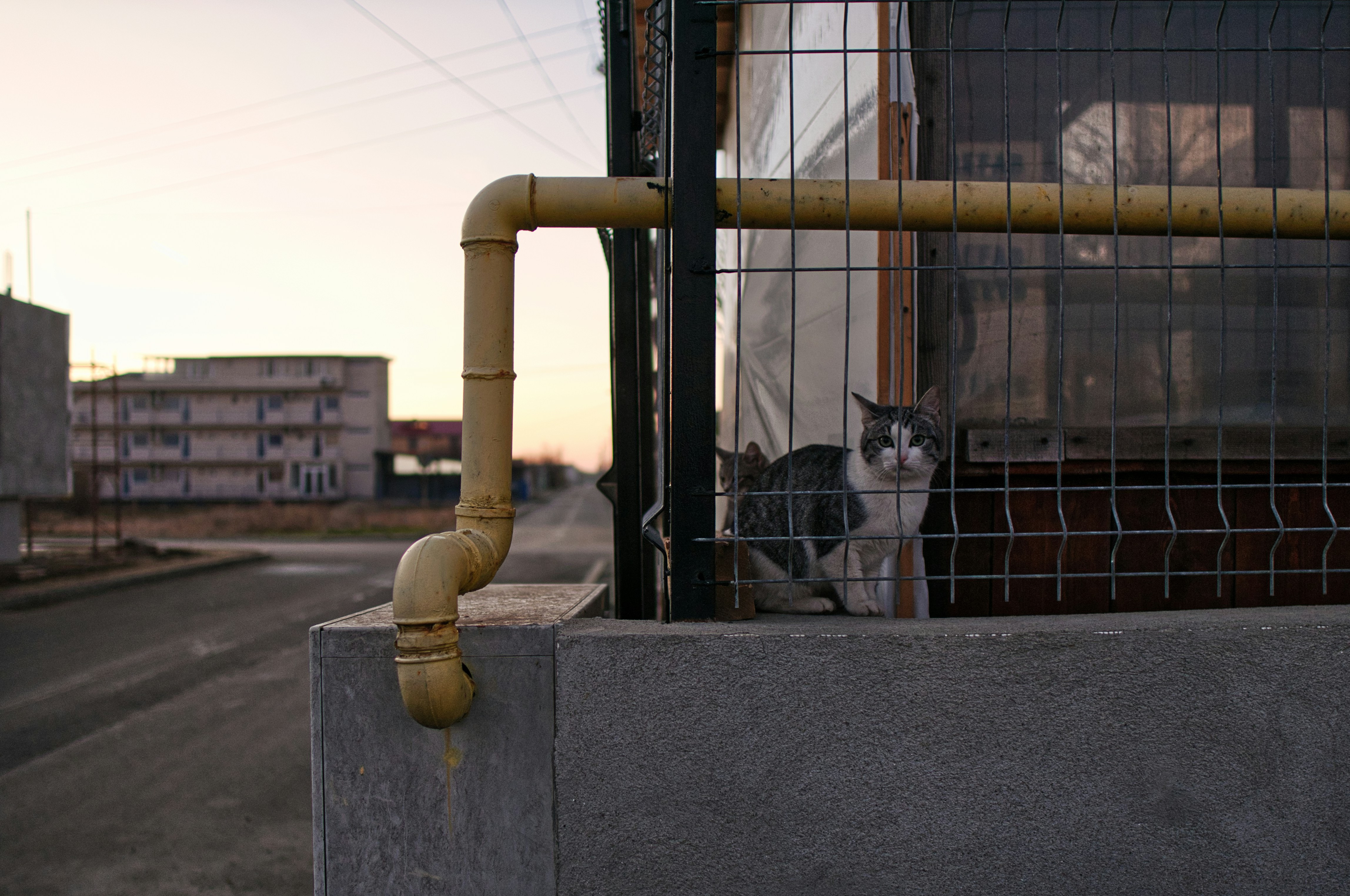 cat in Costinesti(Romania)(2023)