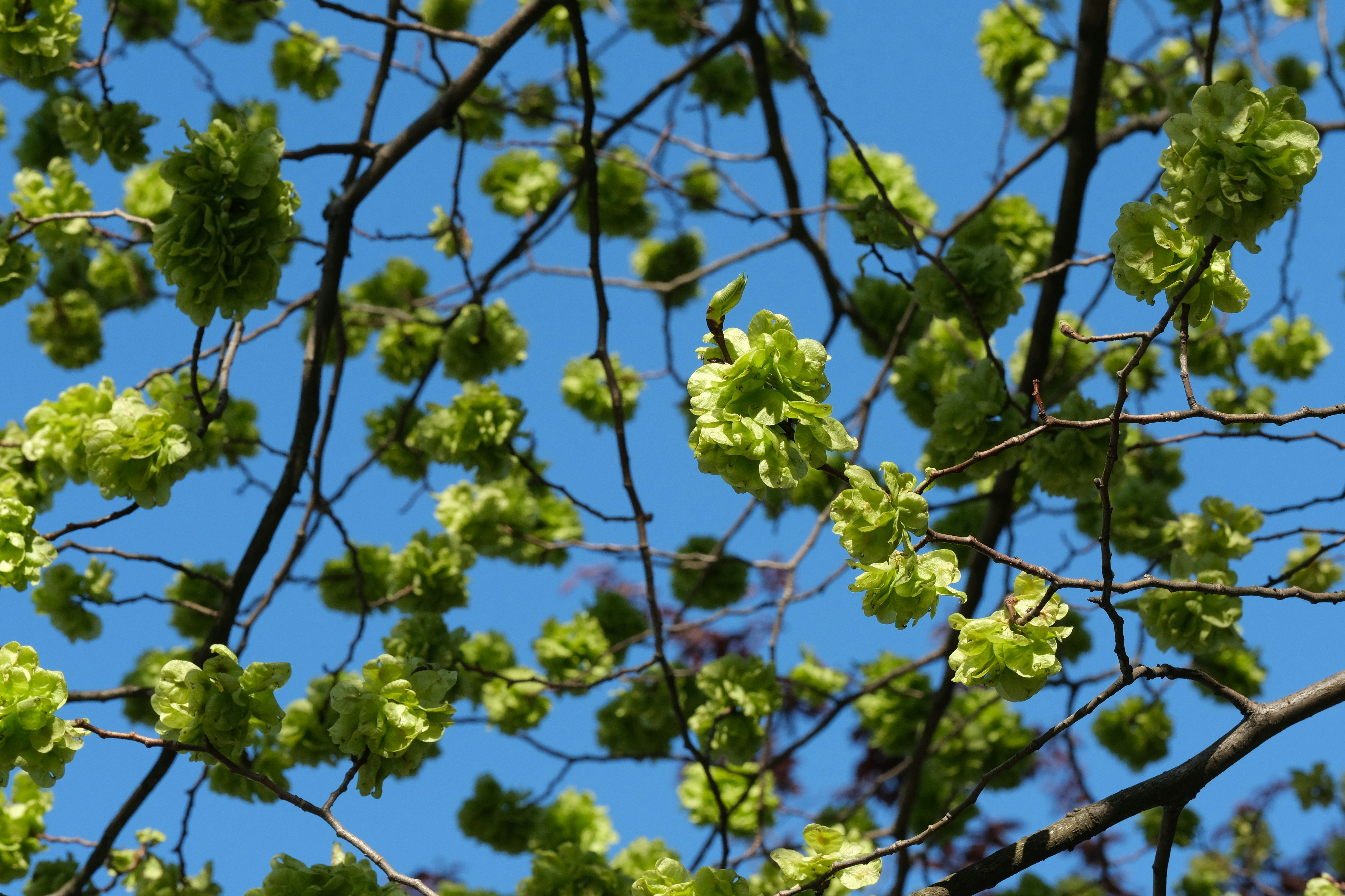 Emerald Patches Among a Cerulean Sky: A Spring Canopy Study