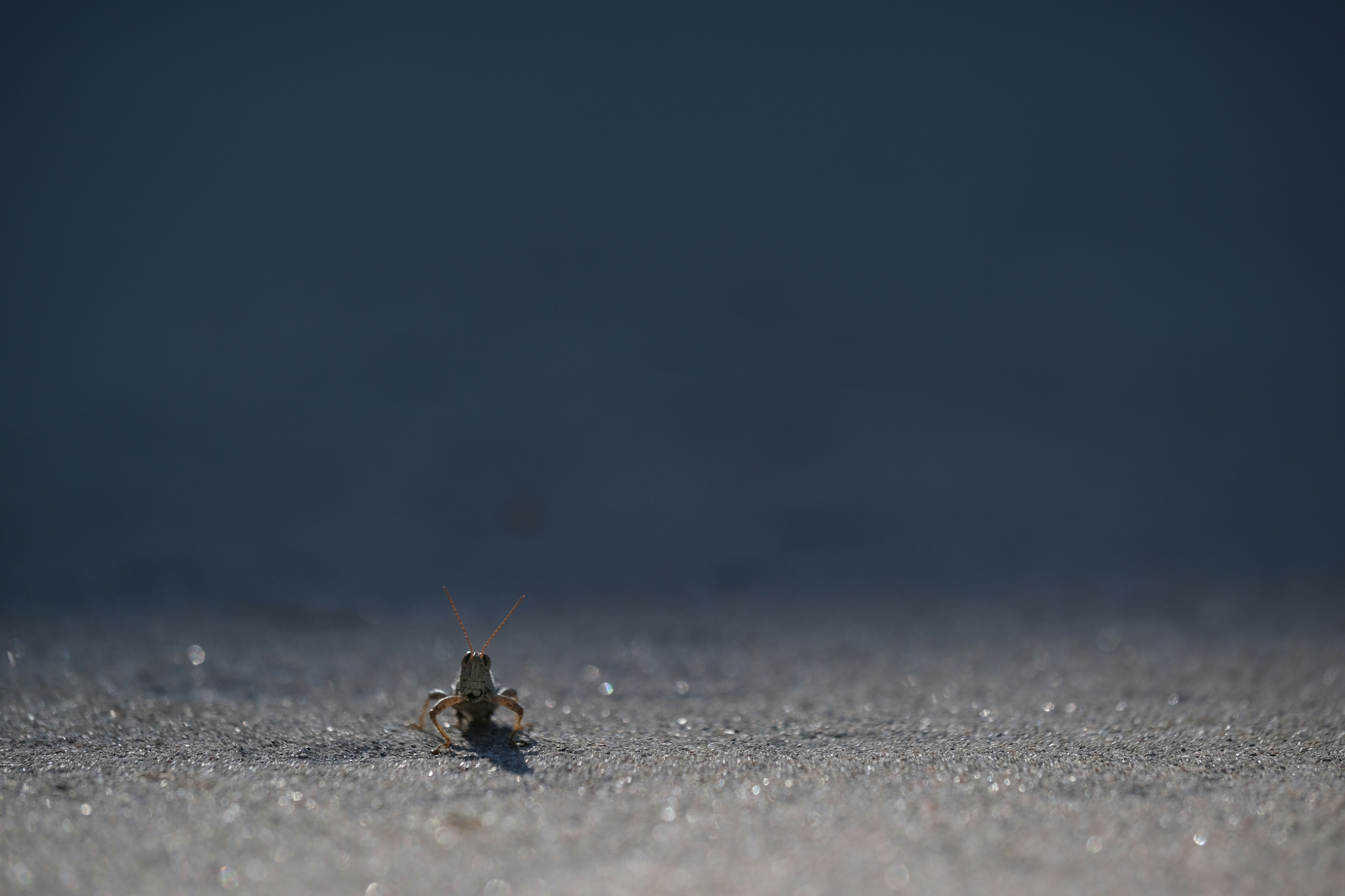 Attent cricket on the edge of a shadow