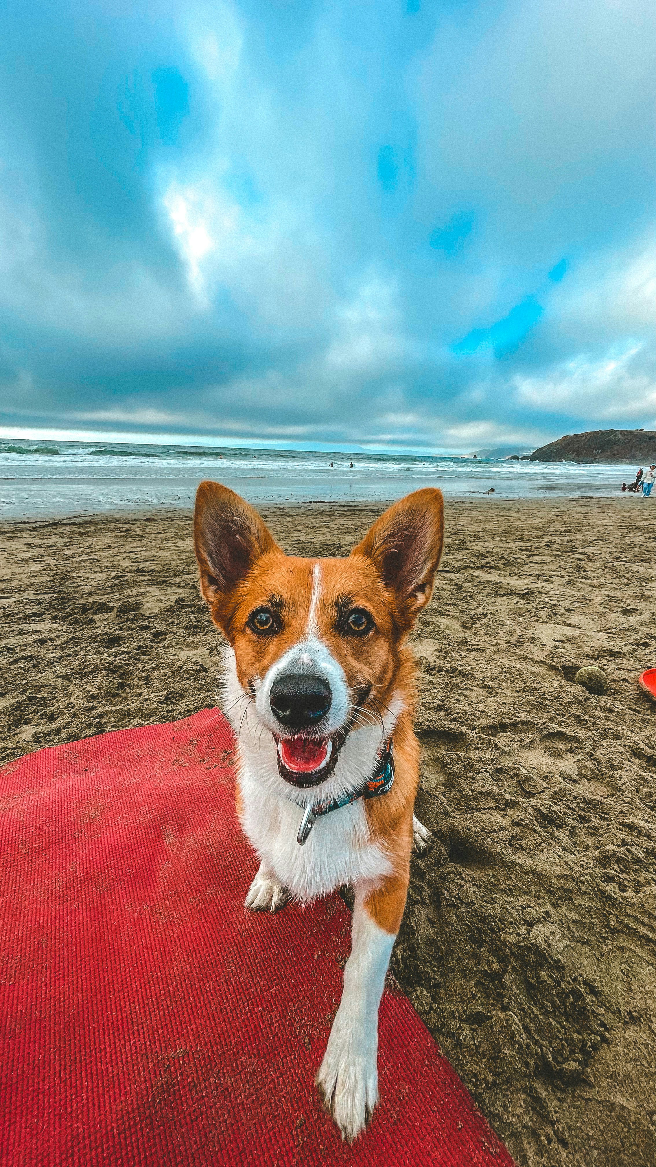 Joyful Canine Companion on the Shoreline