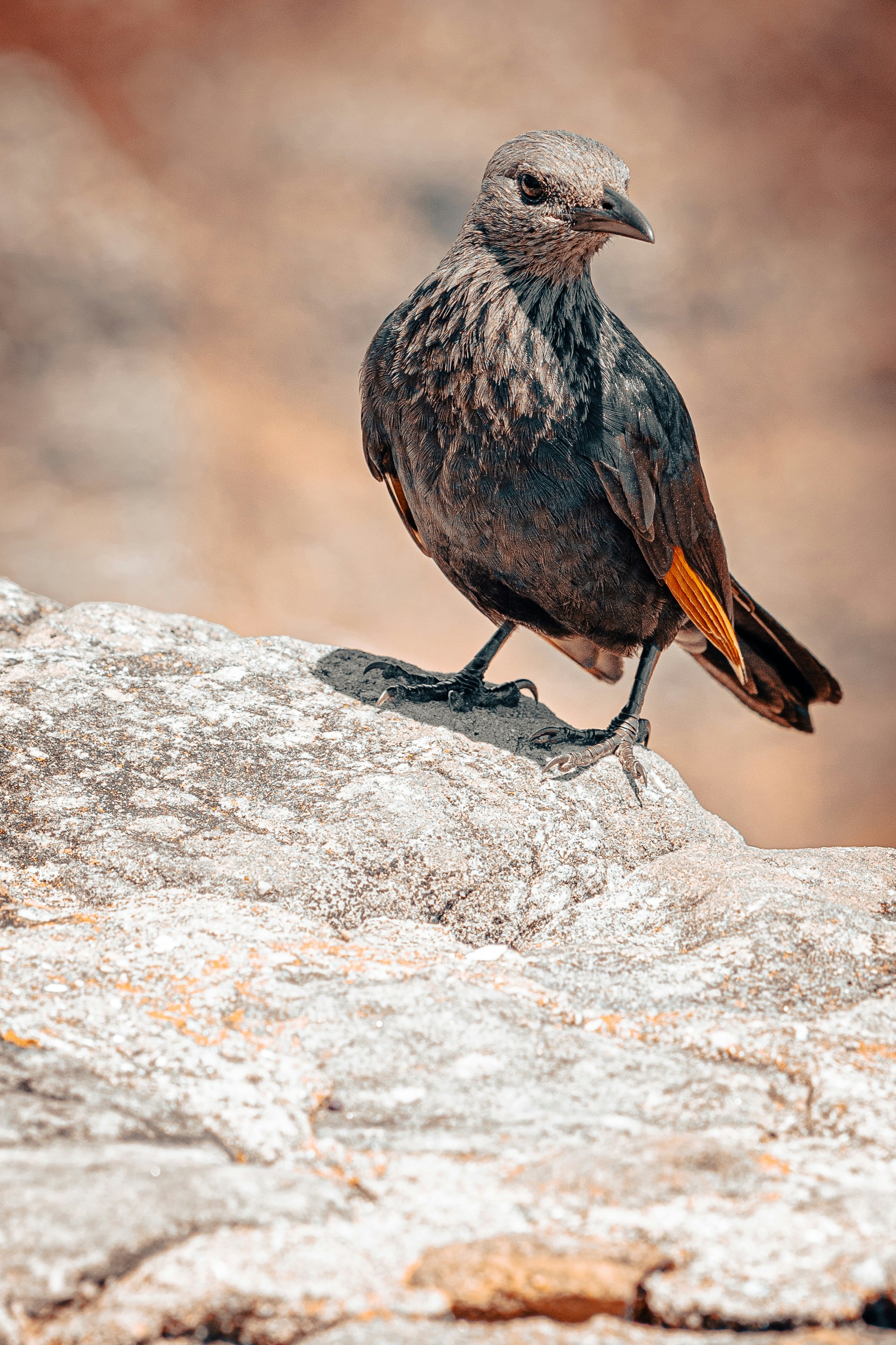 A mountain bird perched on a rocky surface, showcasing its distinct plumage and alert posture.