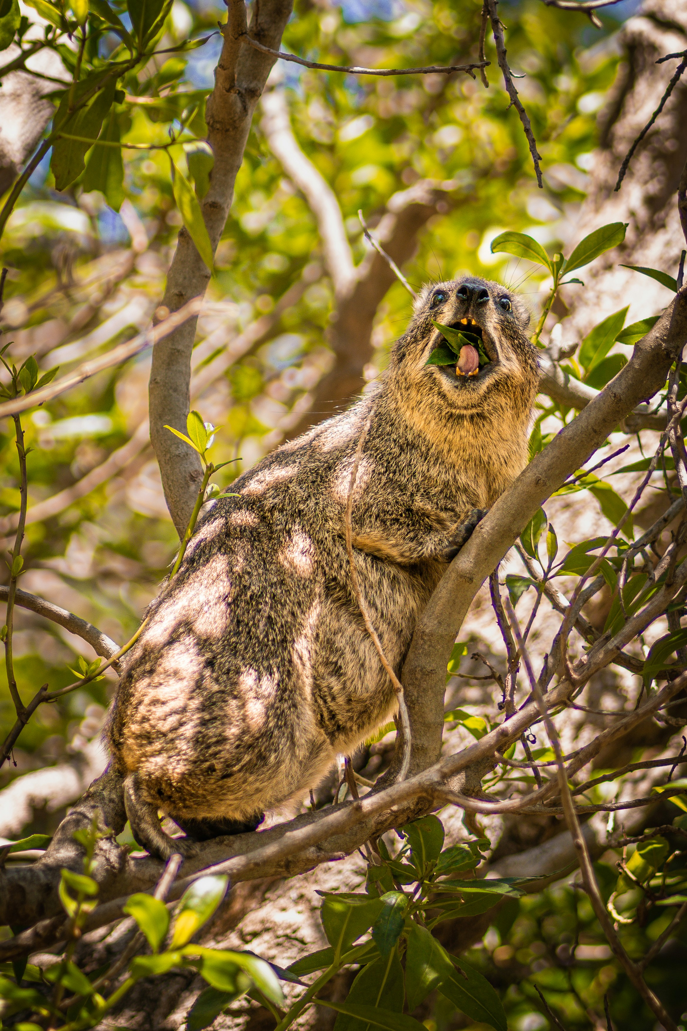 a cat sitting in a tree with its mouth open