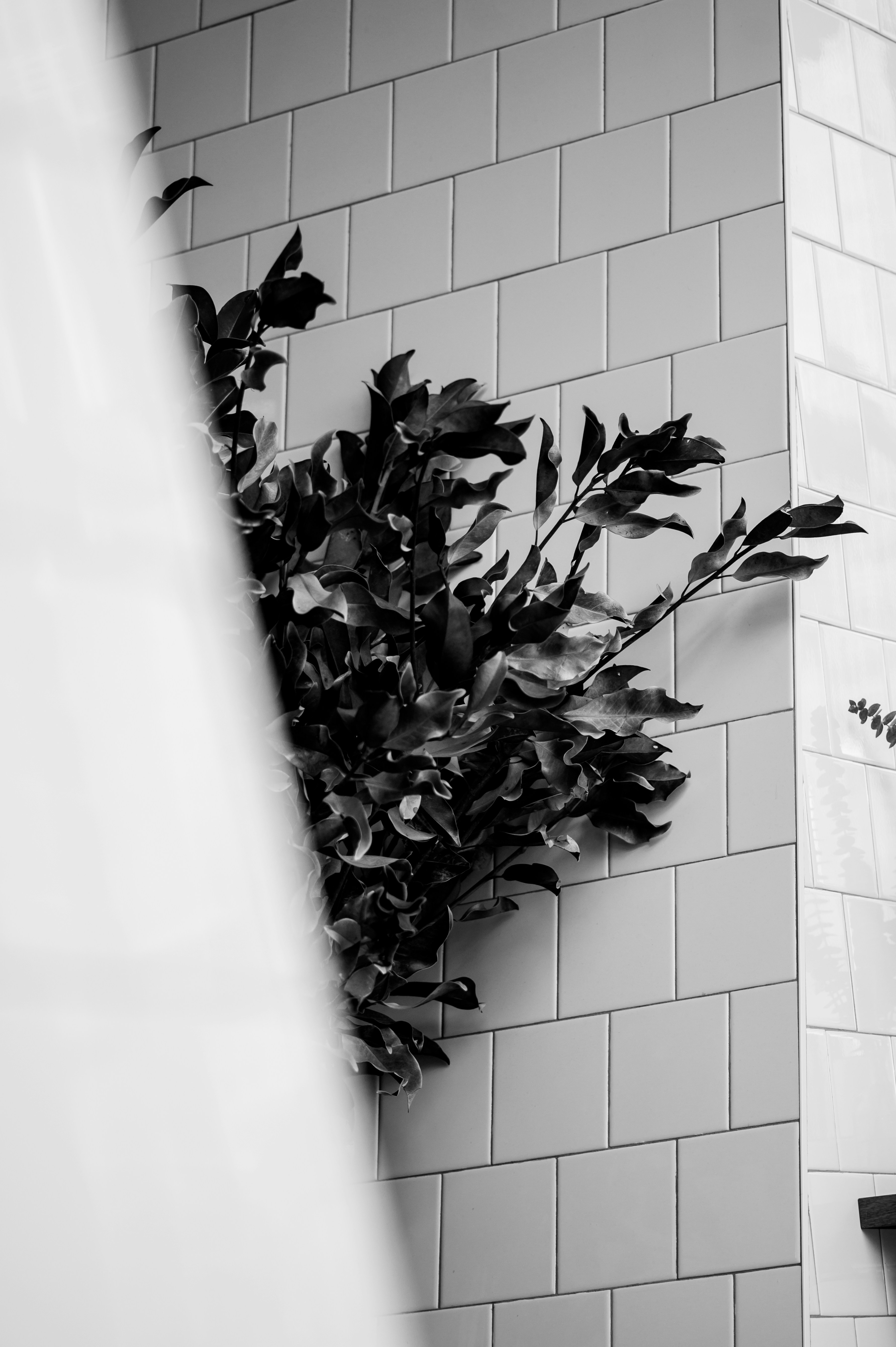 Leaves Against a Tiled Facade: A Quiet Monochrome Interplay