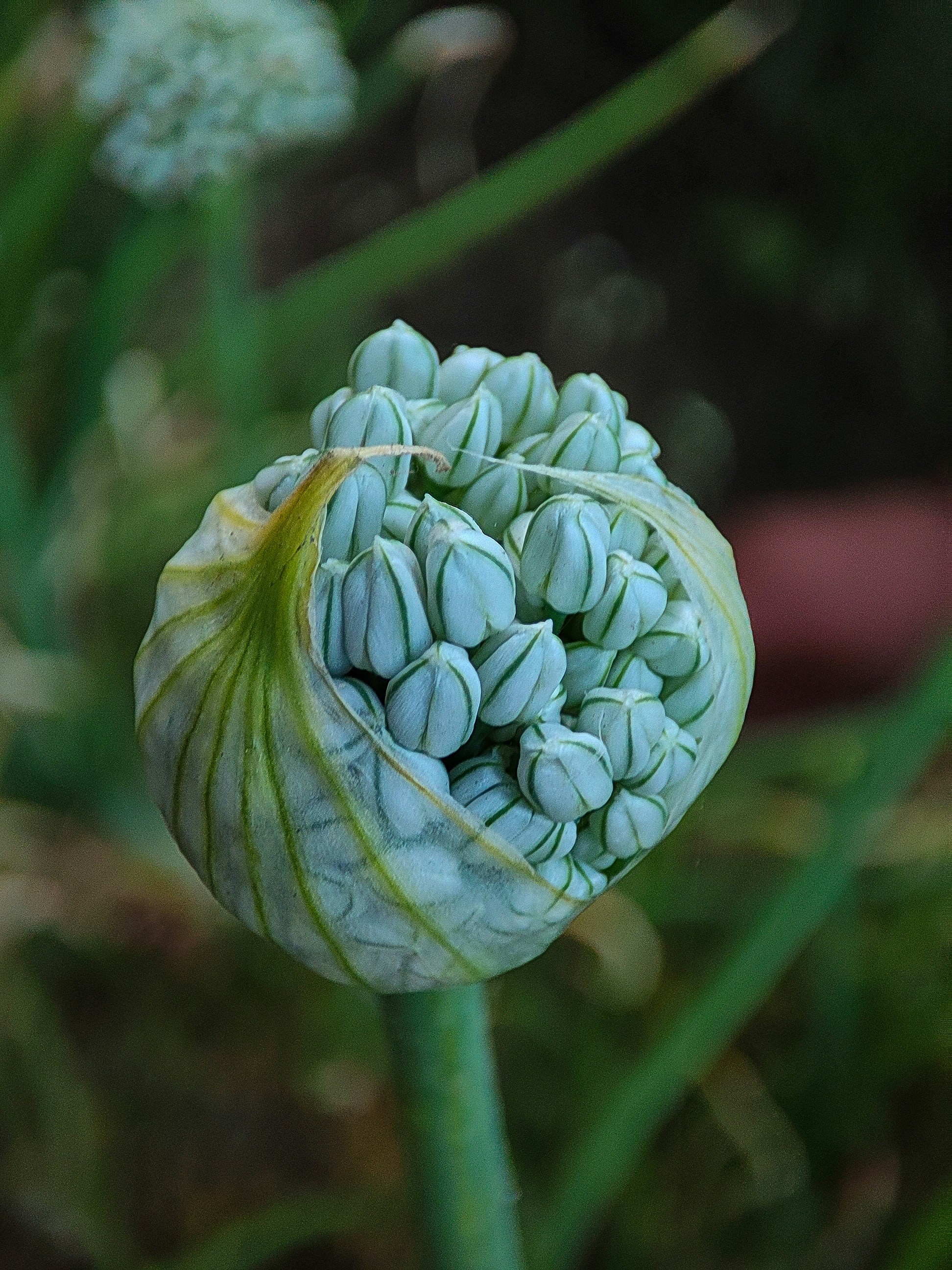 Teal Allium Bud: Quiet Unfurling in a Shaded Garden