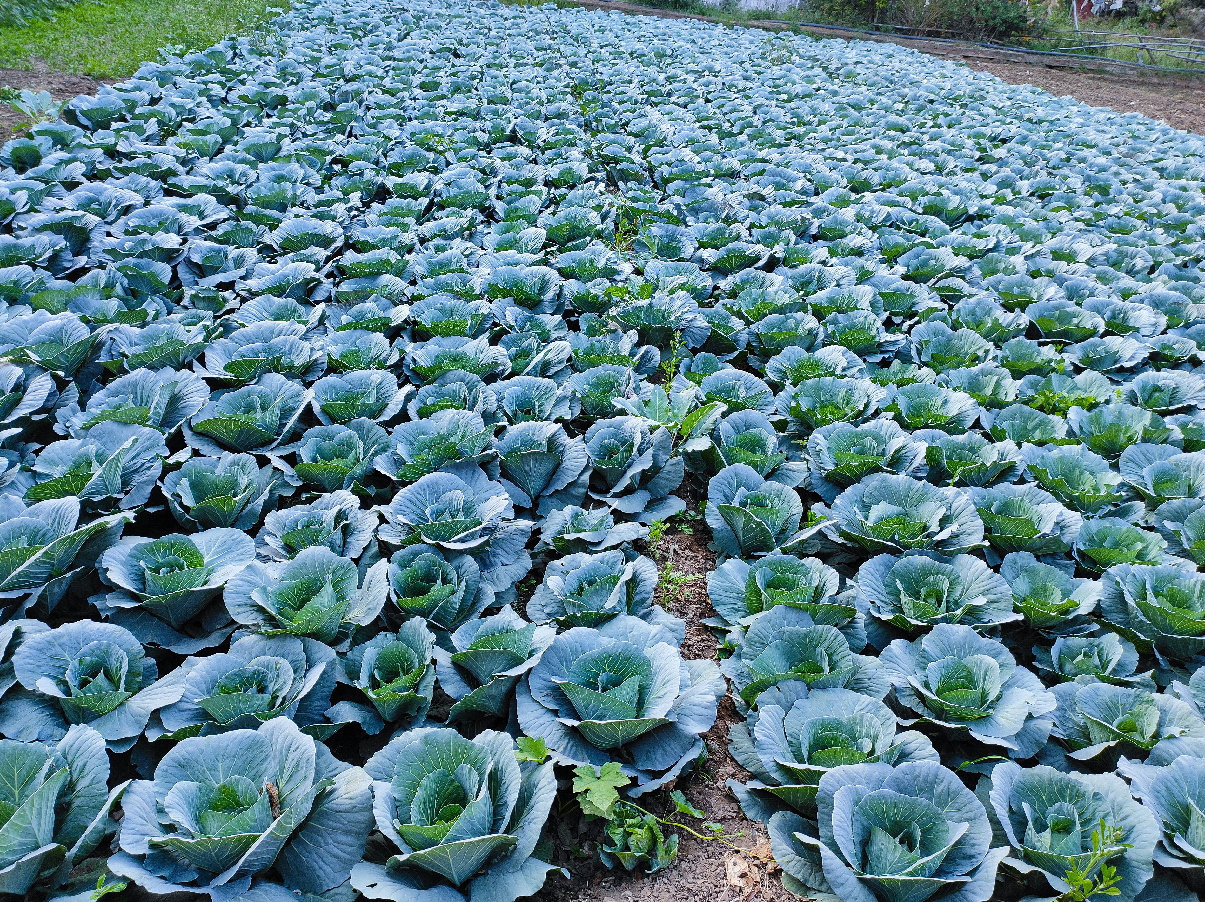 A large group of green plants growing in a field photo – Free ...