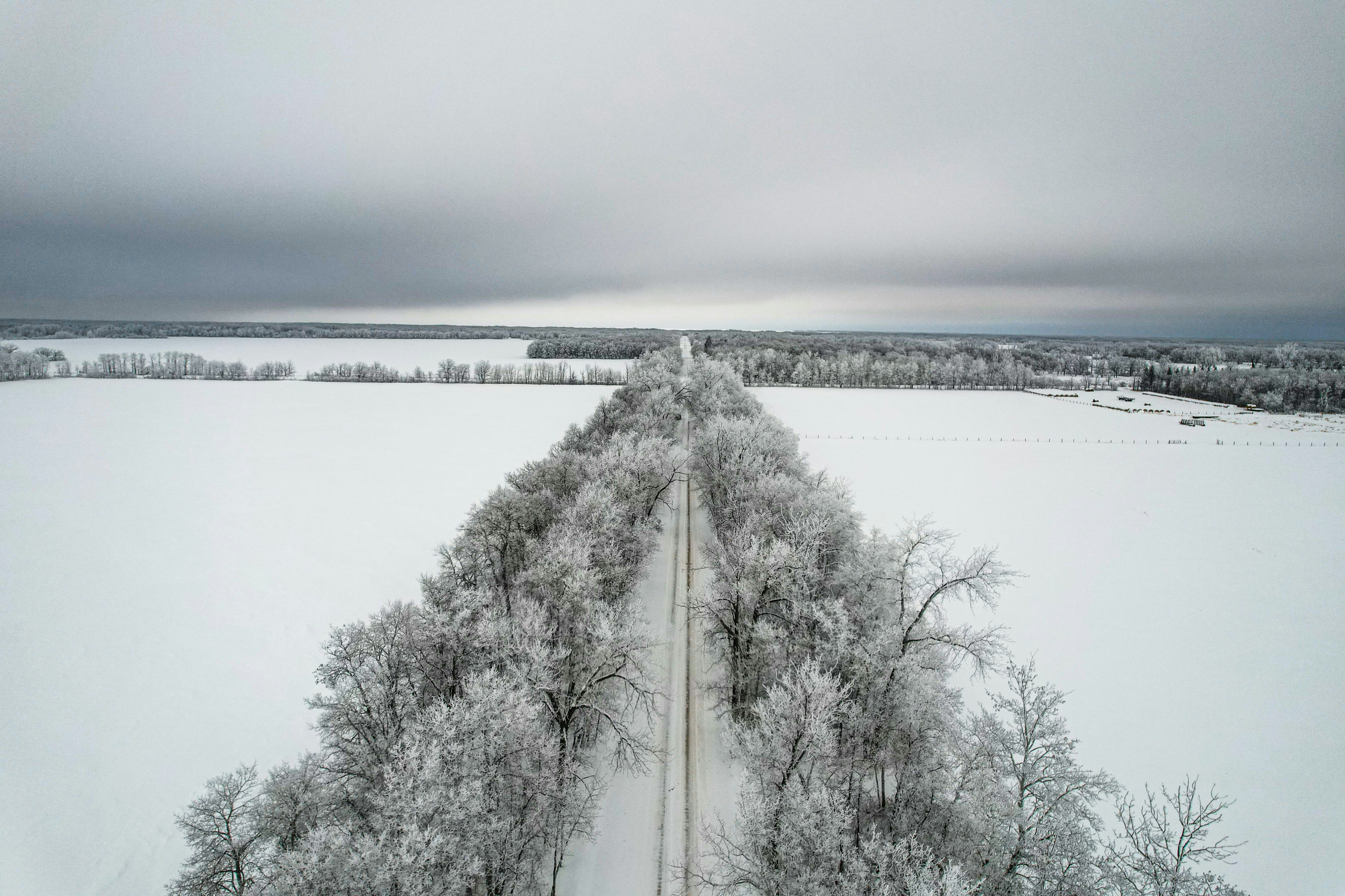 Icy Corridor: Frost-Lined Trees Frame a Straight Road to the Horizon