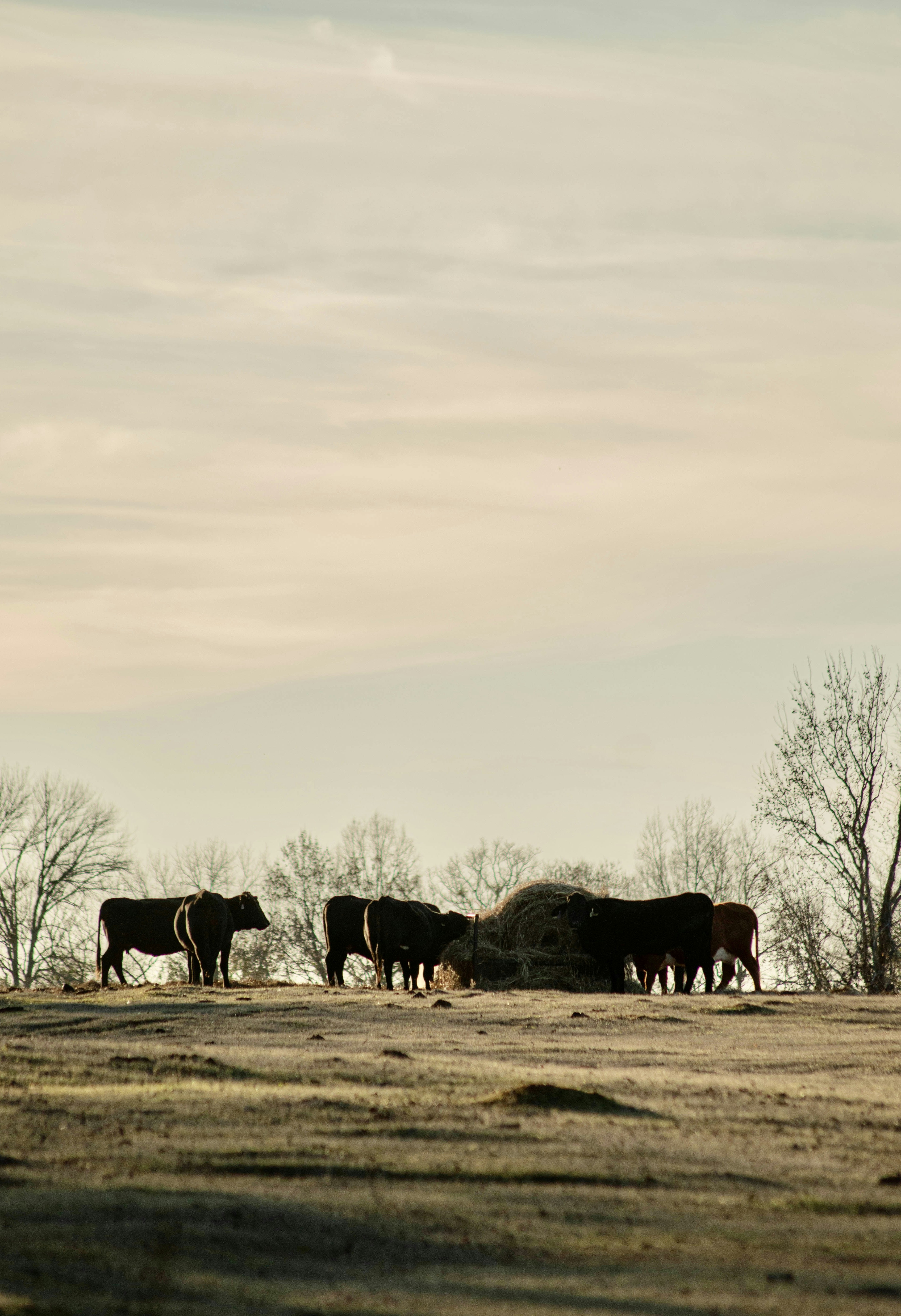 Horses at Dusk: Quiet Herd Converges on a Hay Bale