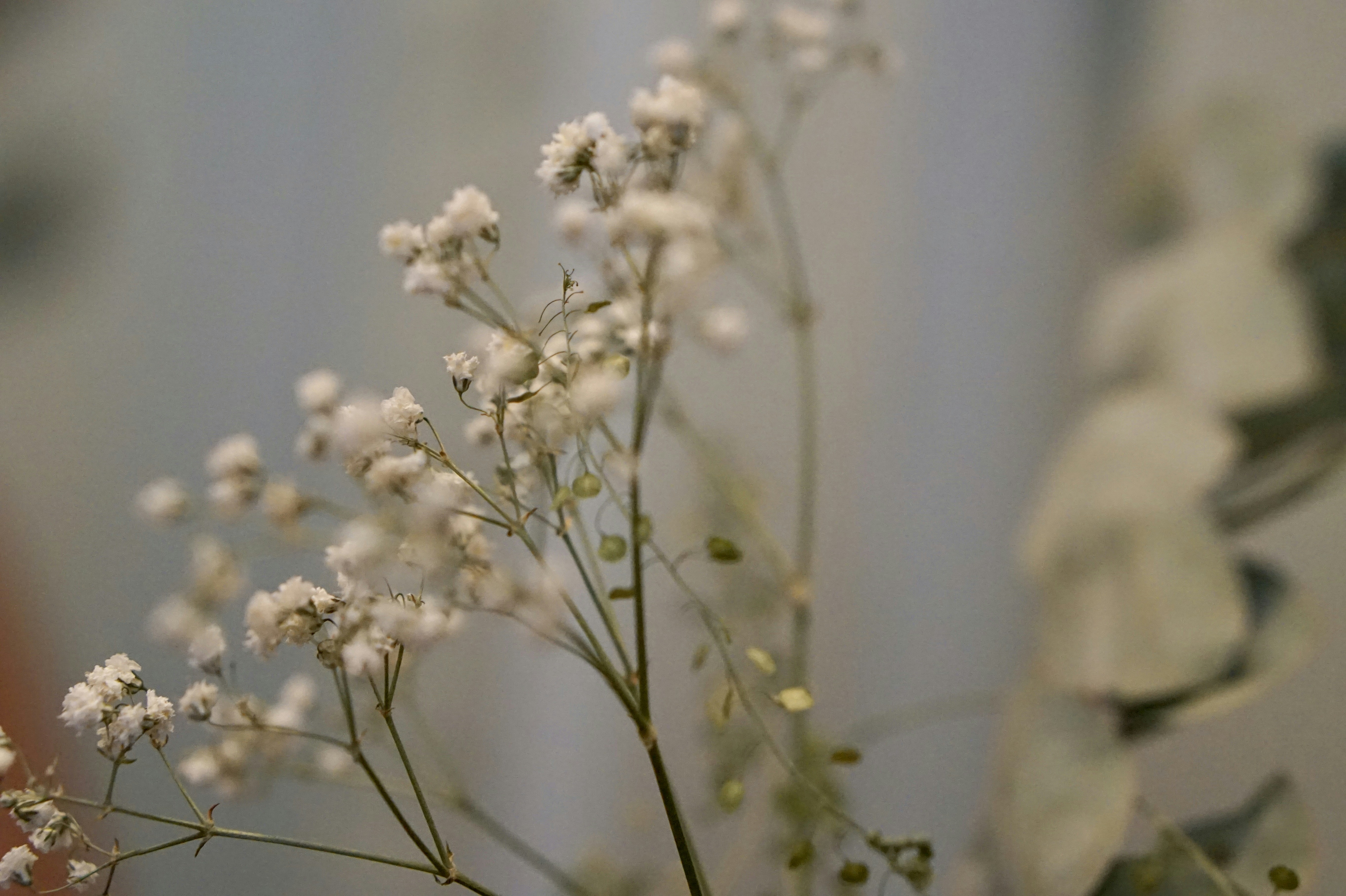 Whispering Gypsophila: Delicate Blooms in Velvet Blur