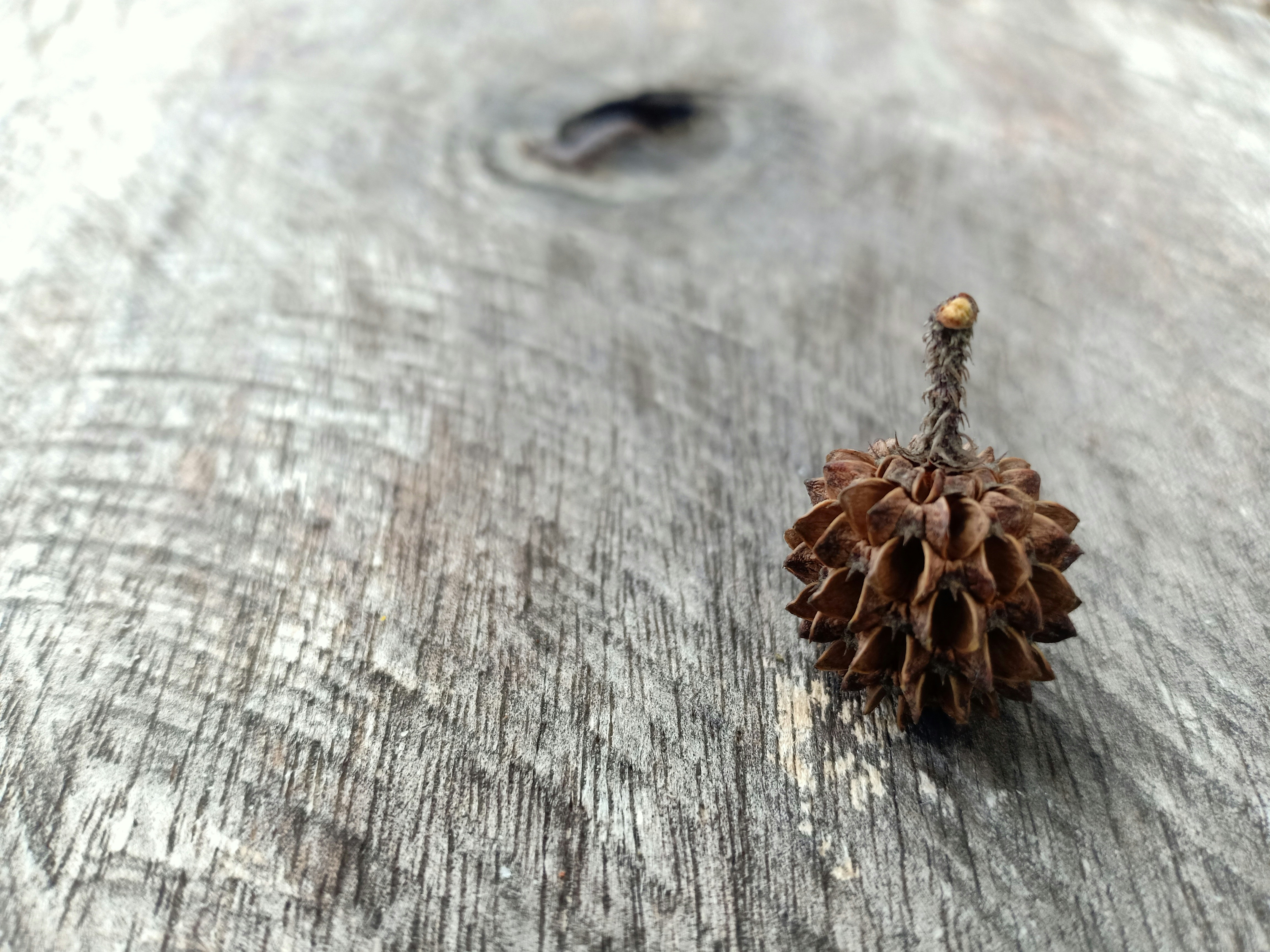 A detailed close-up of a seed pod resting on a rustic wooden surface, showcasing its unique texture and form.