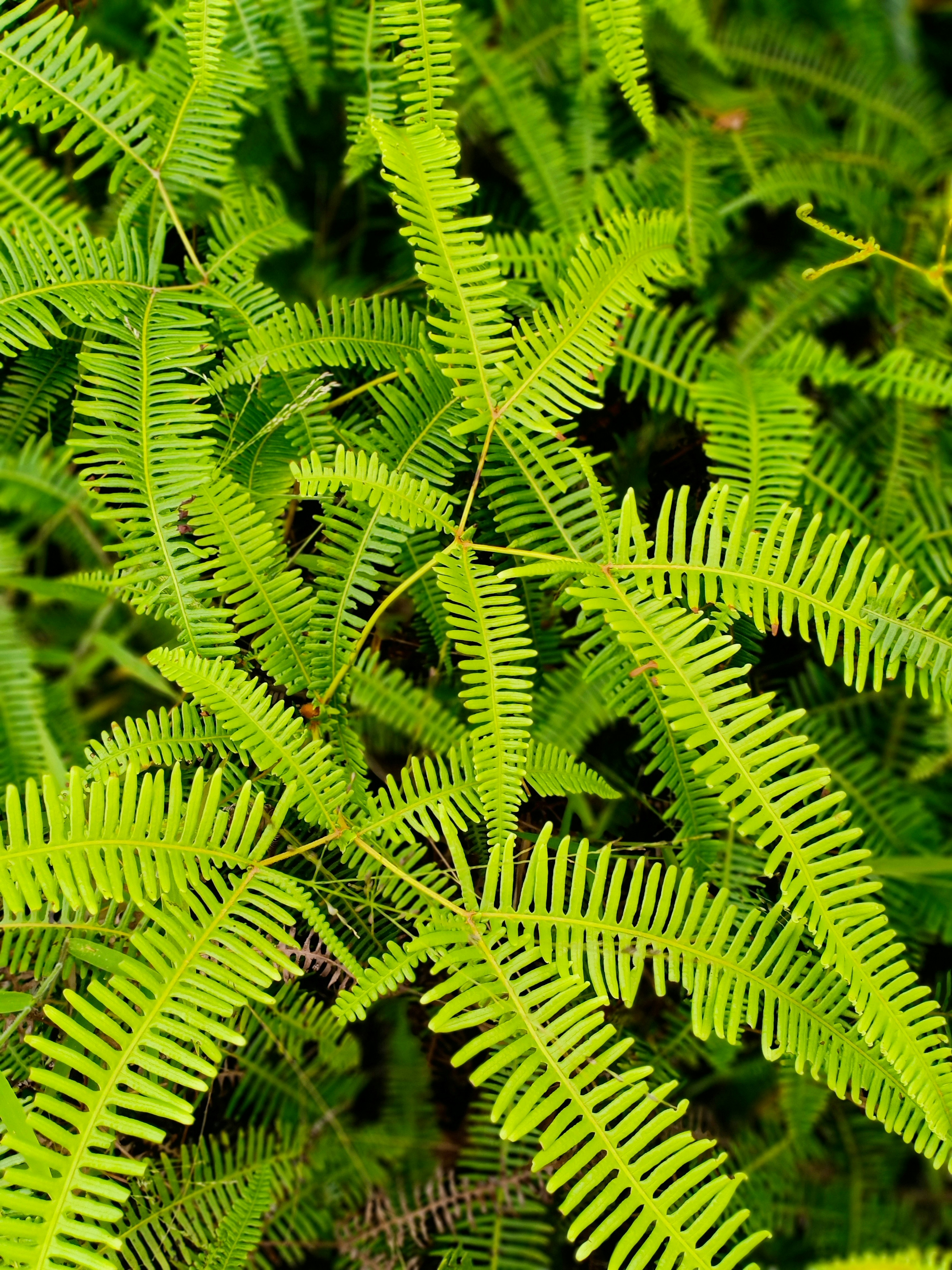 Emerald Mesh: Close-Up of Fern Fronds Forming a Sunlit Lattice