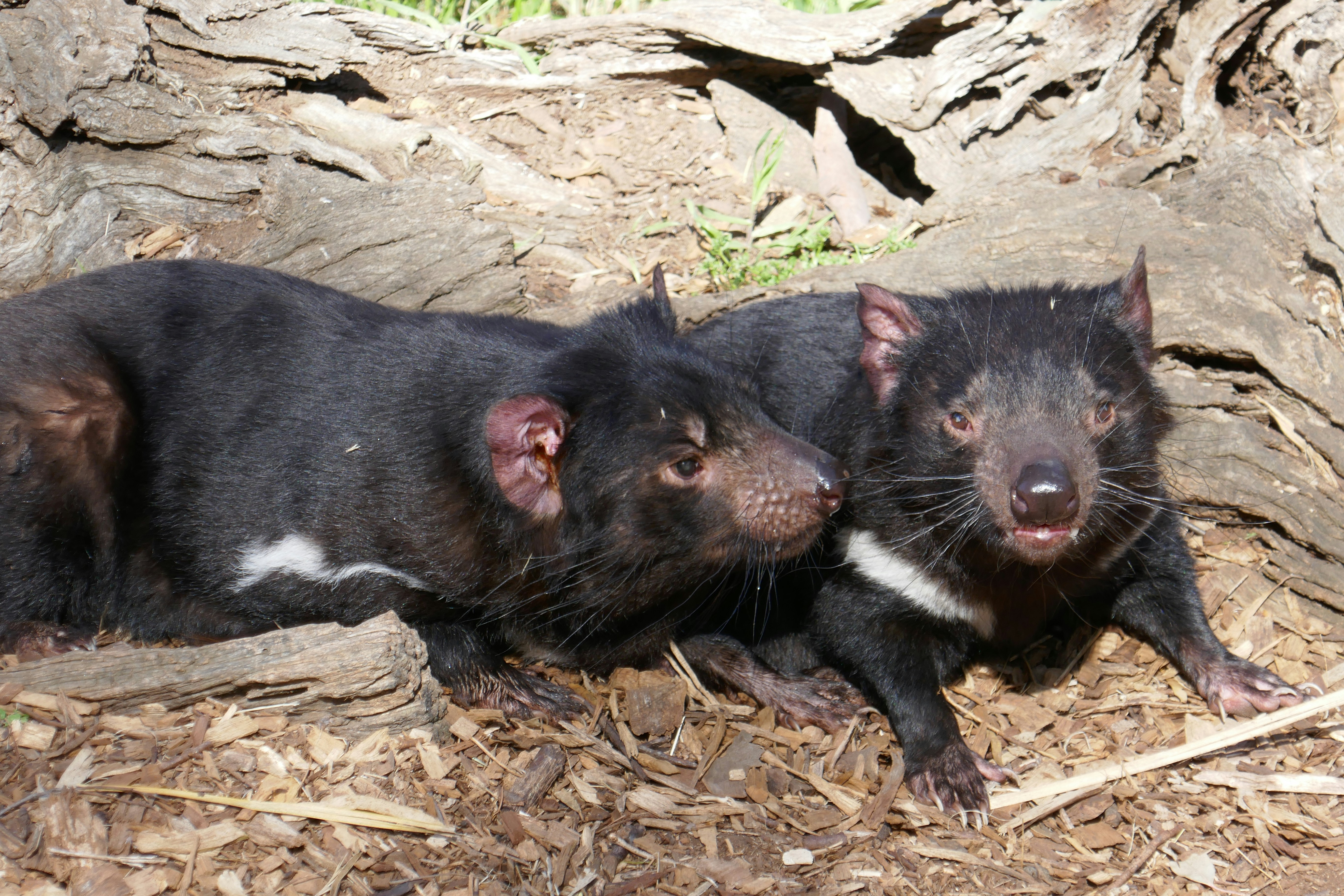 A couple of small black animals laying next to each other photo – Free ...