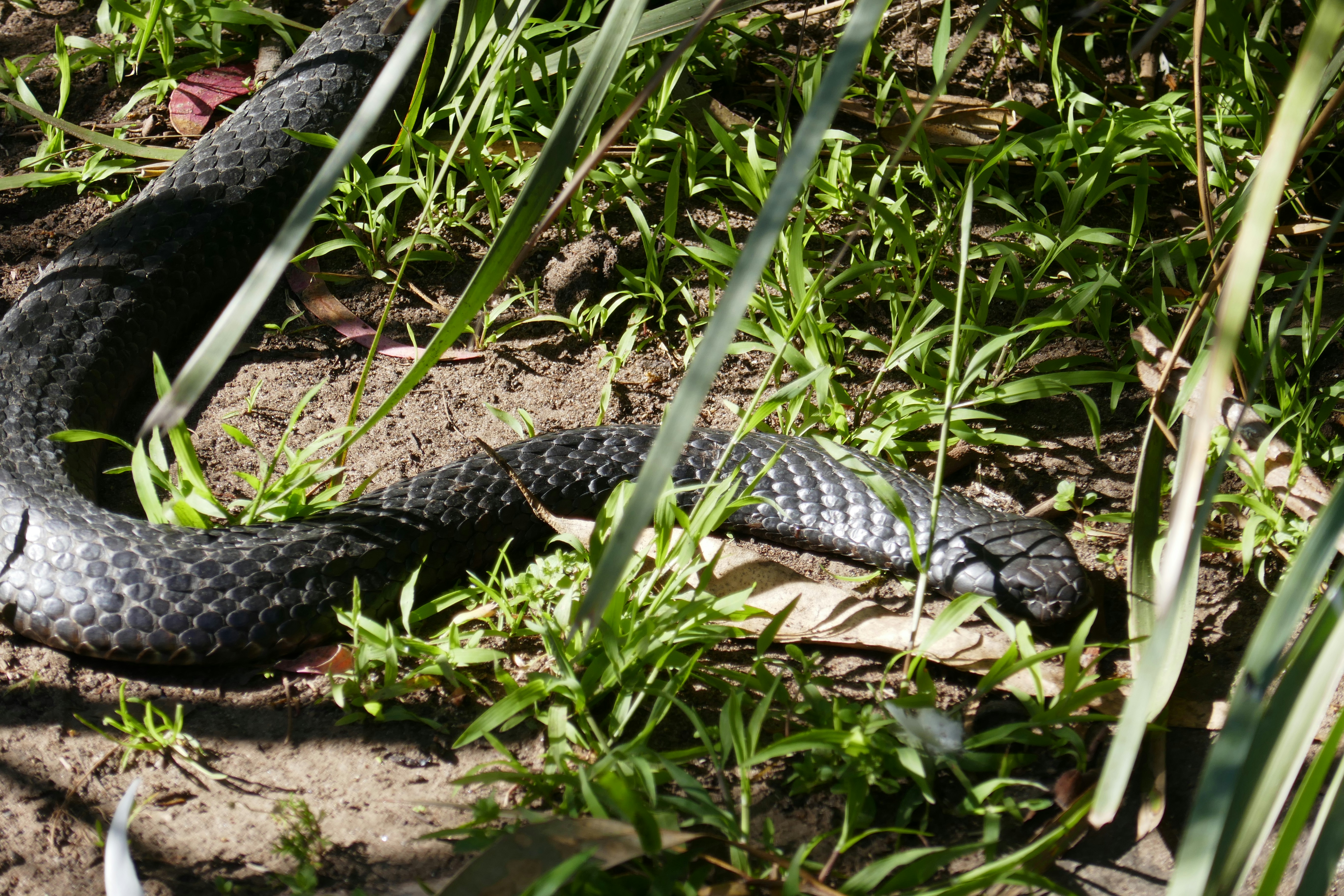 A snake that is laying down in the grass photo – Free Animal Image on ...