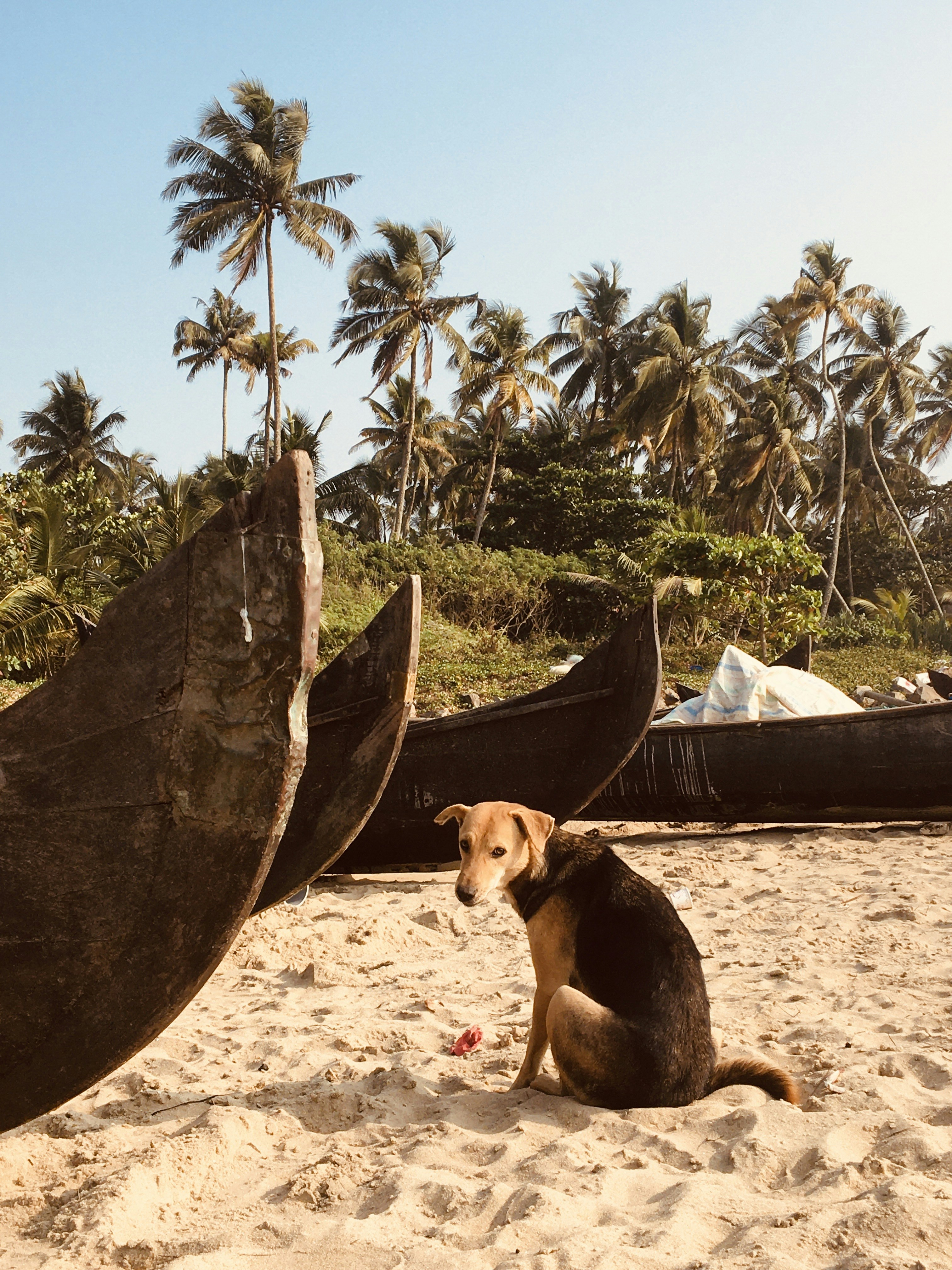 Coastal Beach Sentinel: A Dog Overlooking Weathered Boats
