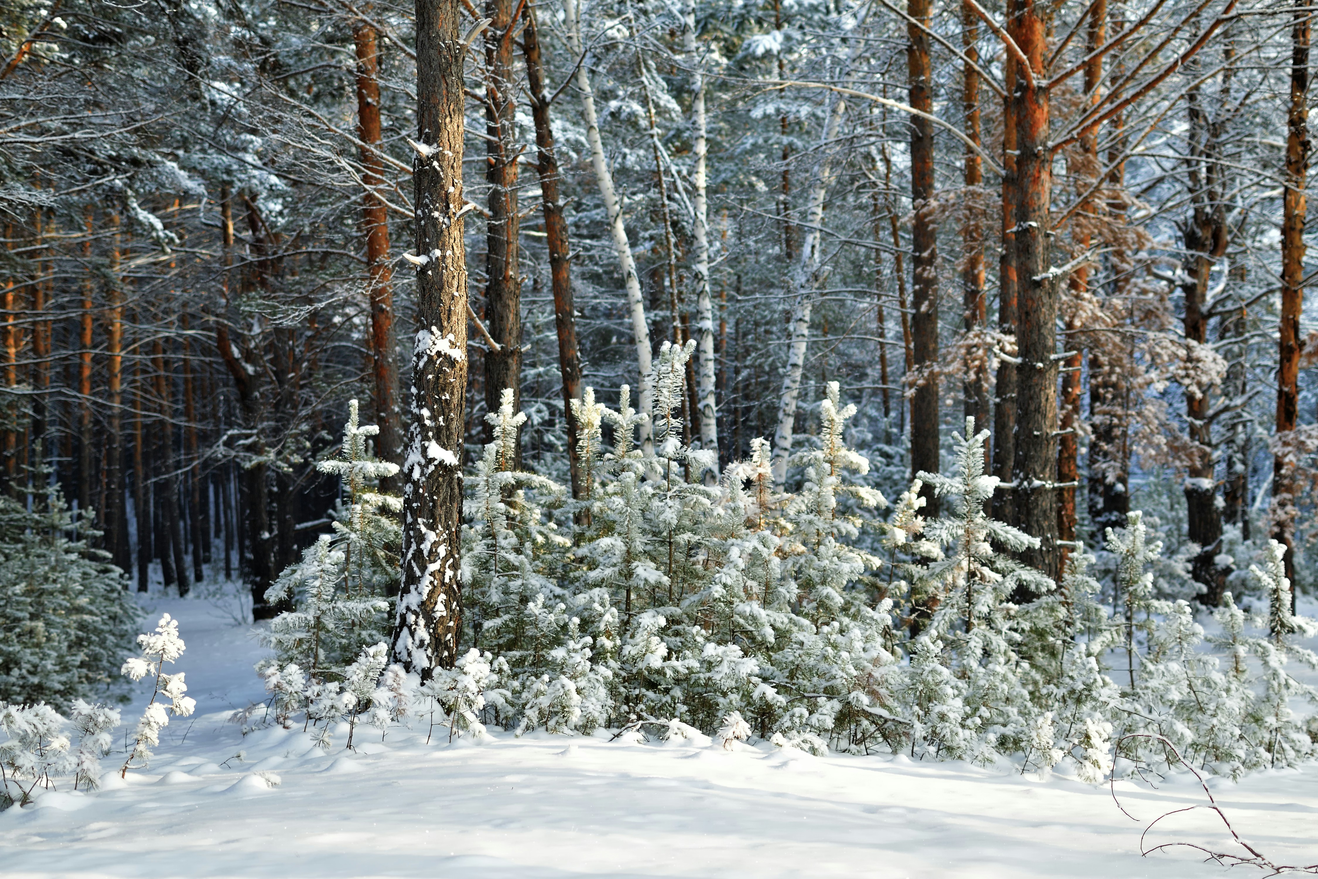 A snow covered forest filled with lots of trees photo – Free Siberia ...