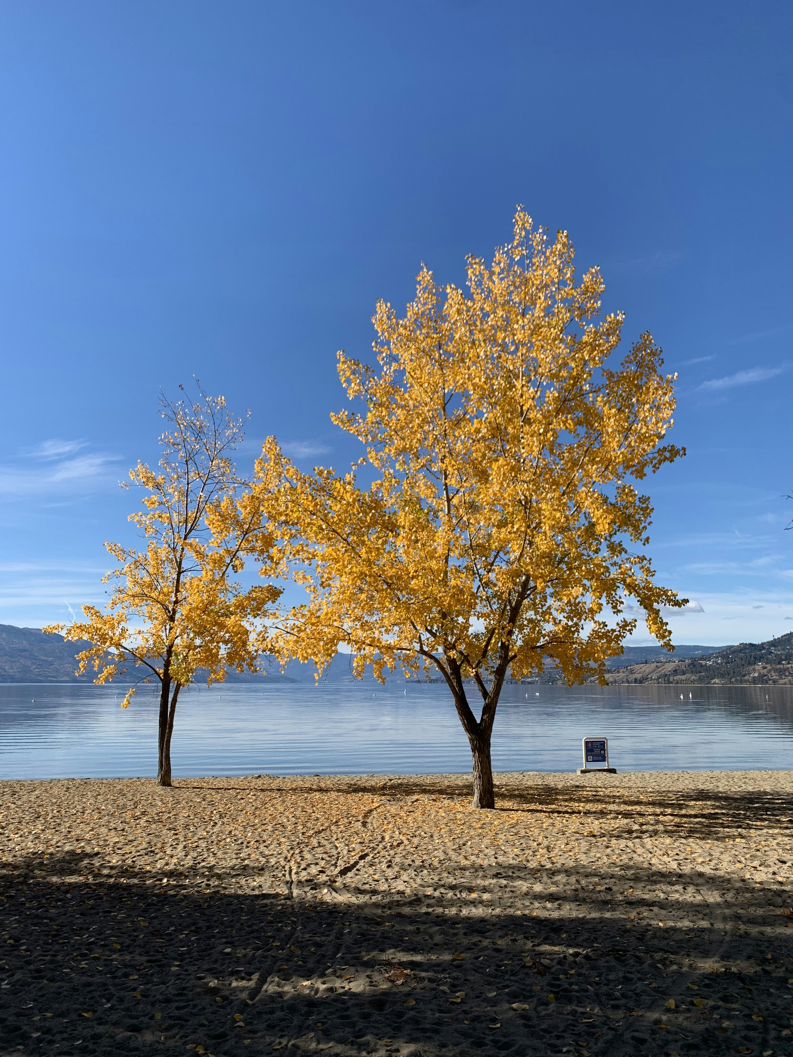 Amber Canopy by the Lake: Twin Trees Framing a Calm Alpine Shore
