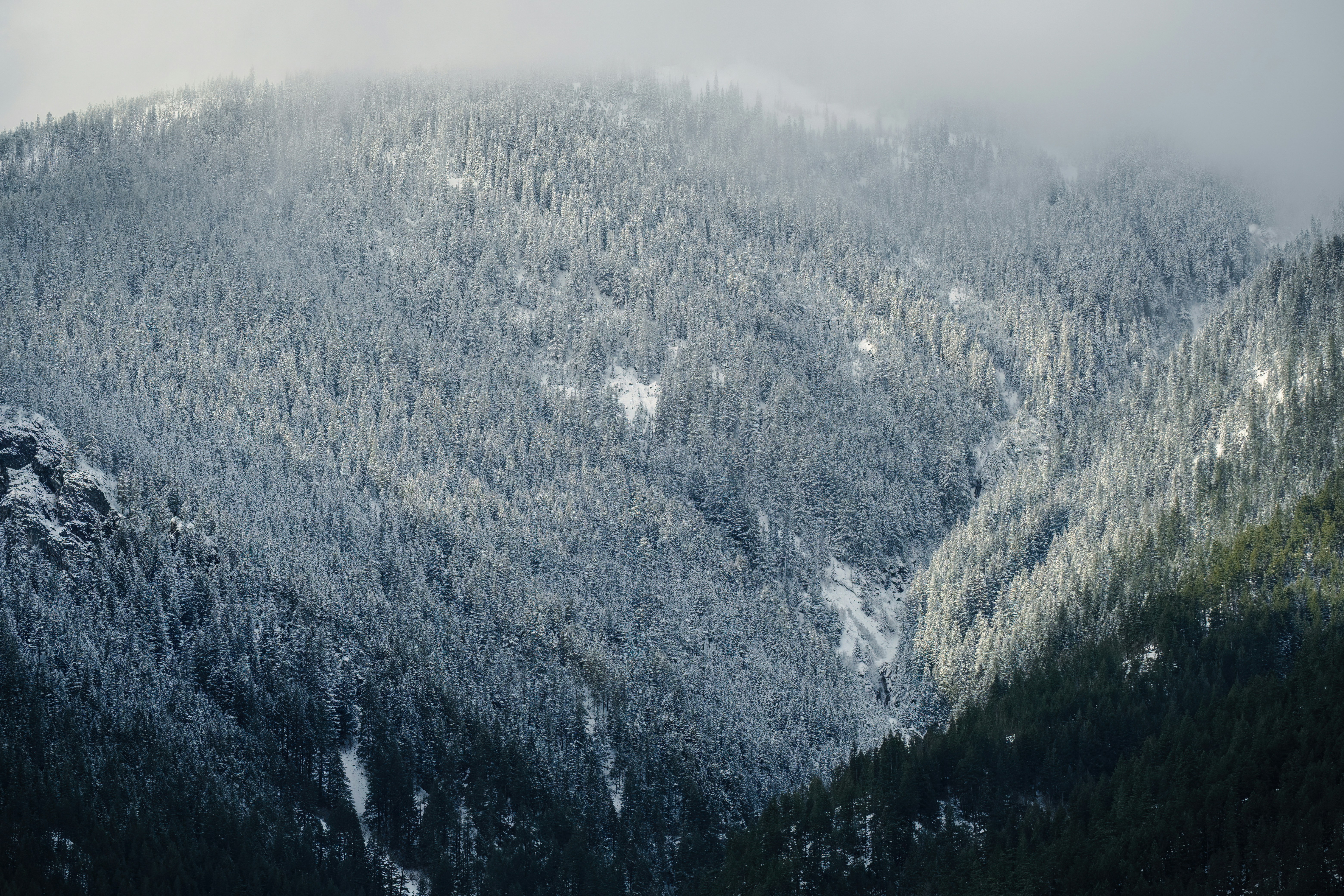 Une montagne couverte de beaucoup de neige à côté d’une forêt photo ...