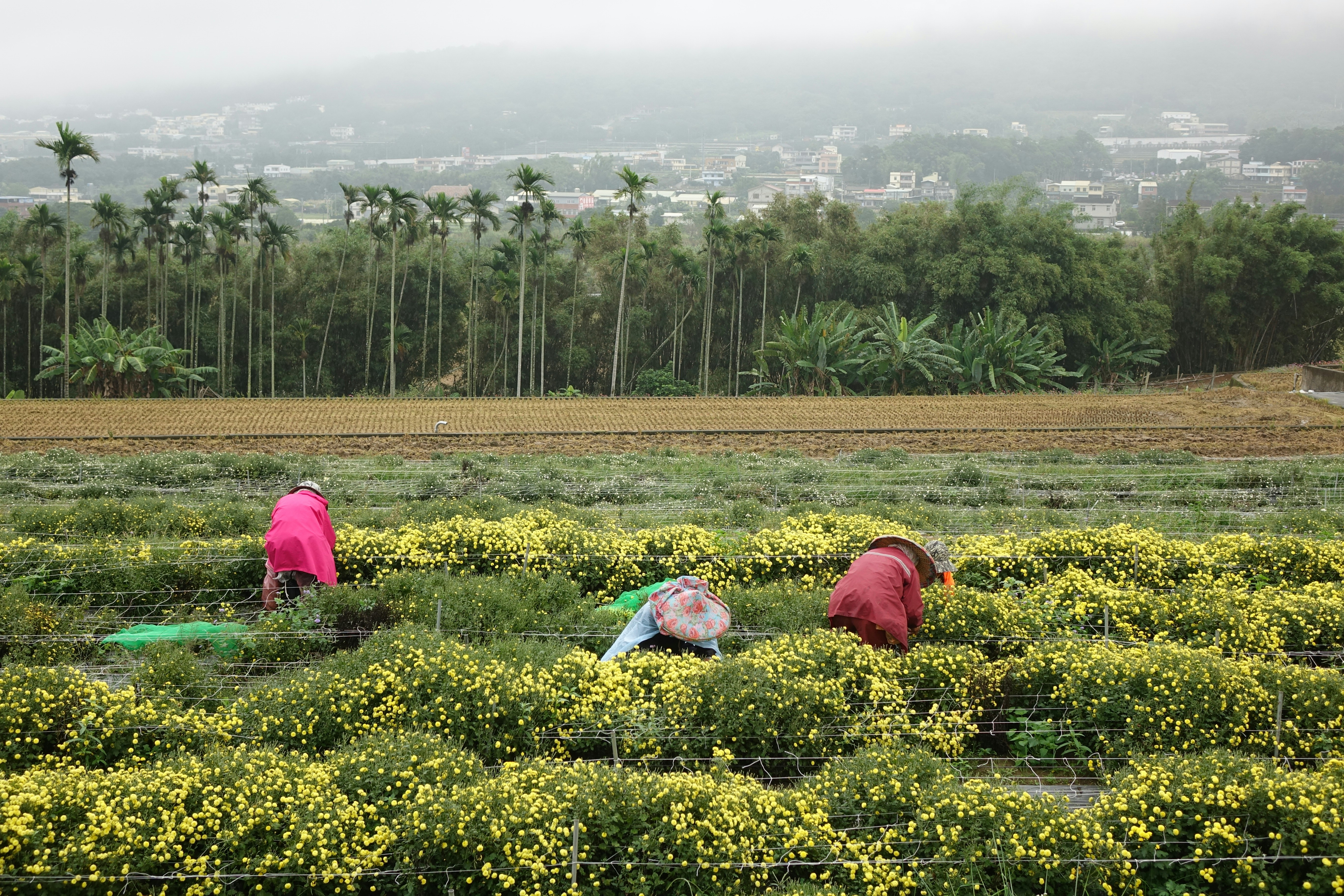 Harvesters in a Sea of Yellow Blooms
