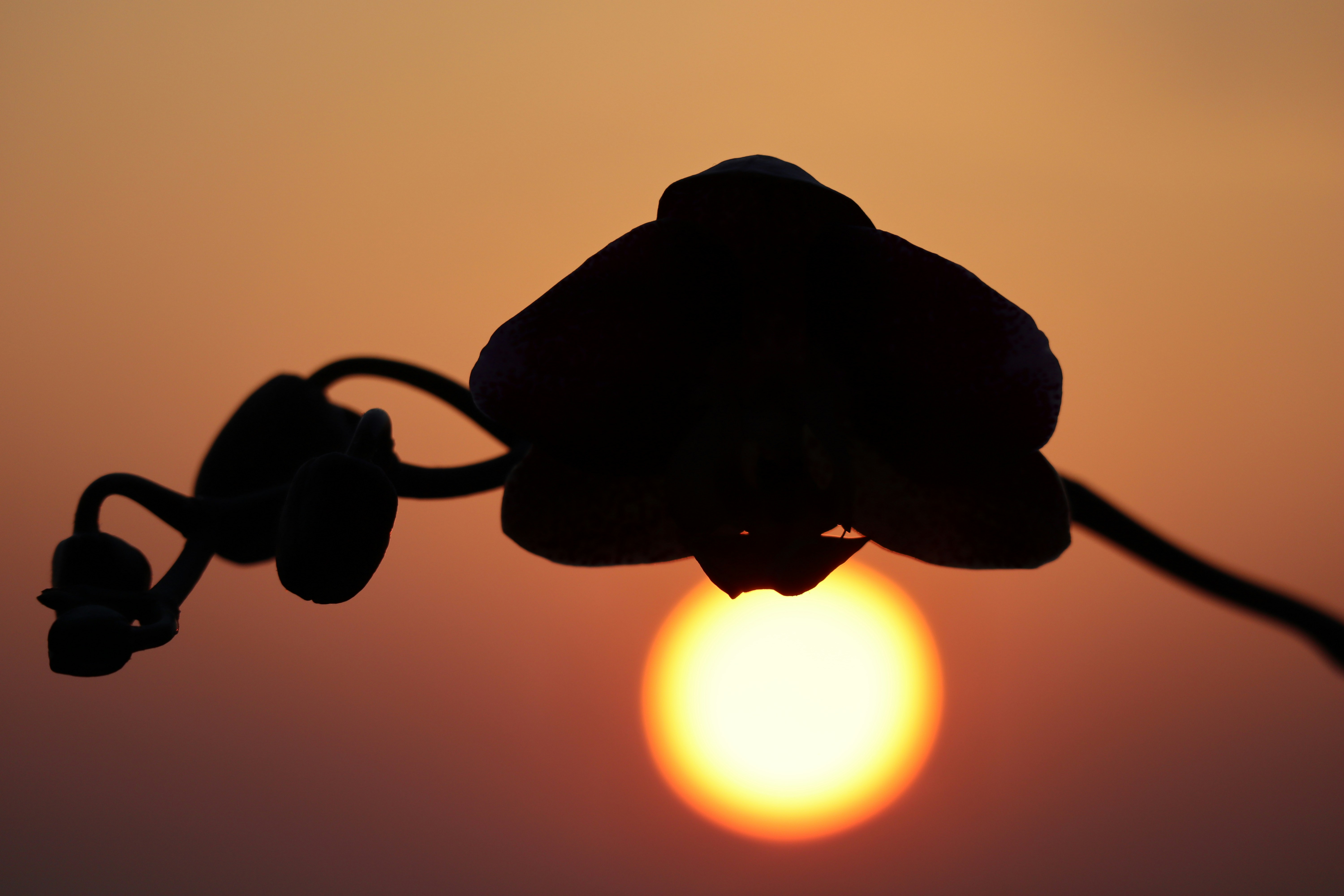 Silhouette Moonrise: Orchid Branch Framing a Setting Sun