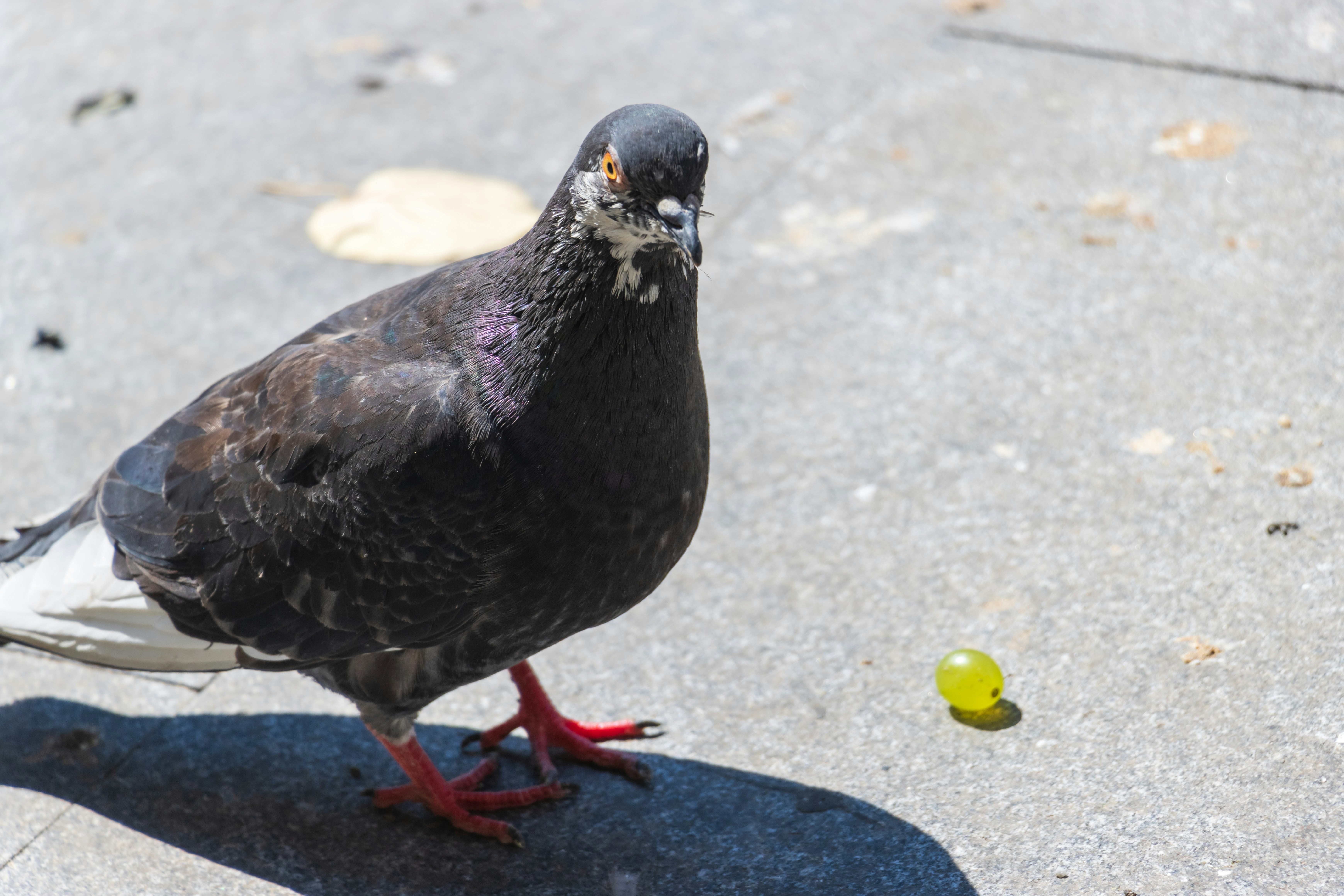Pigeon on Sunlit Pavement Beside a Bright Yellow Pebble