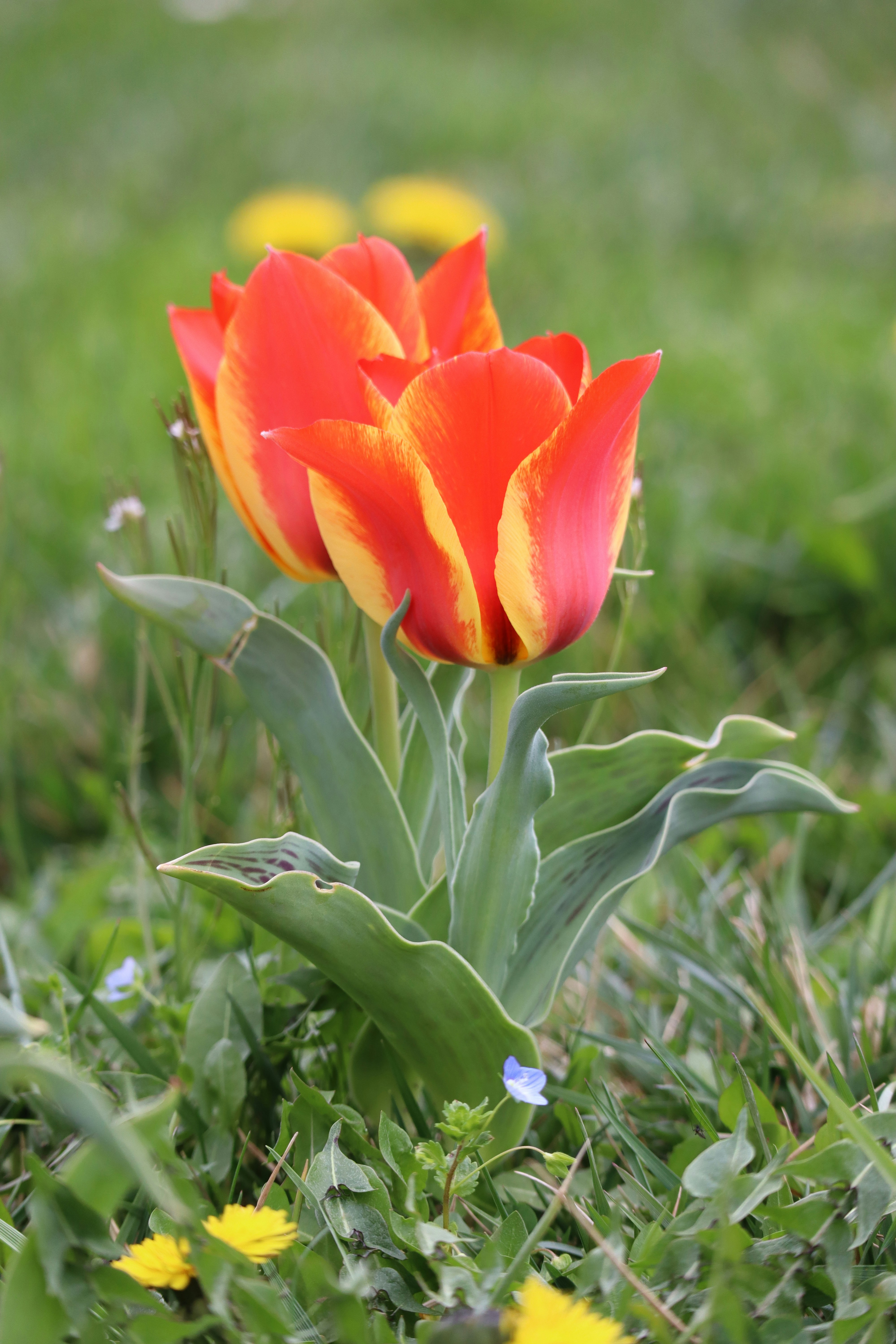 a single red and yellow flower in the grass