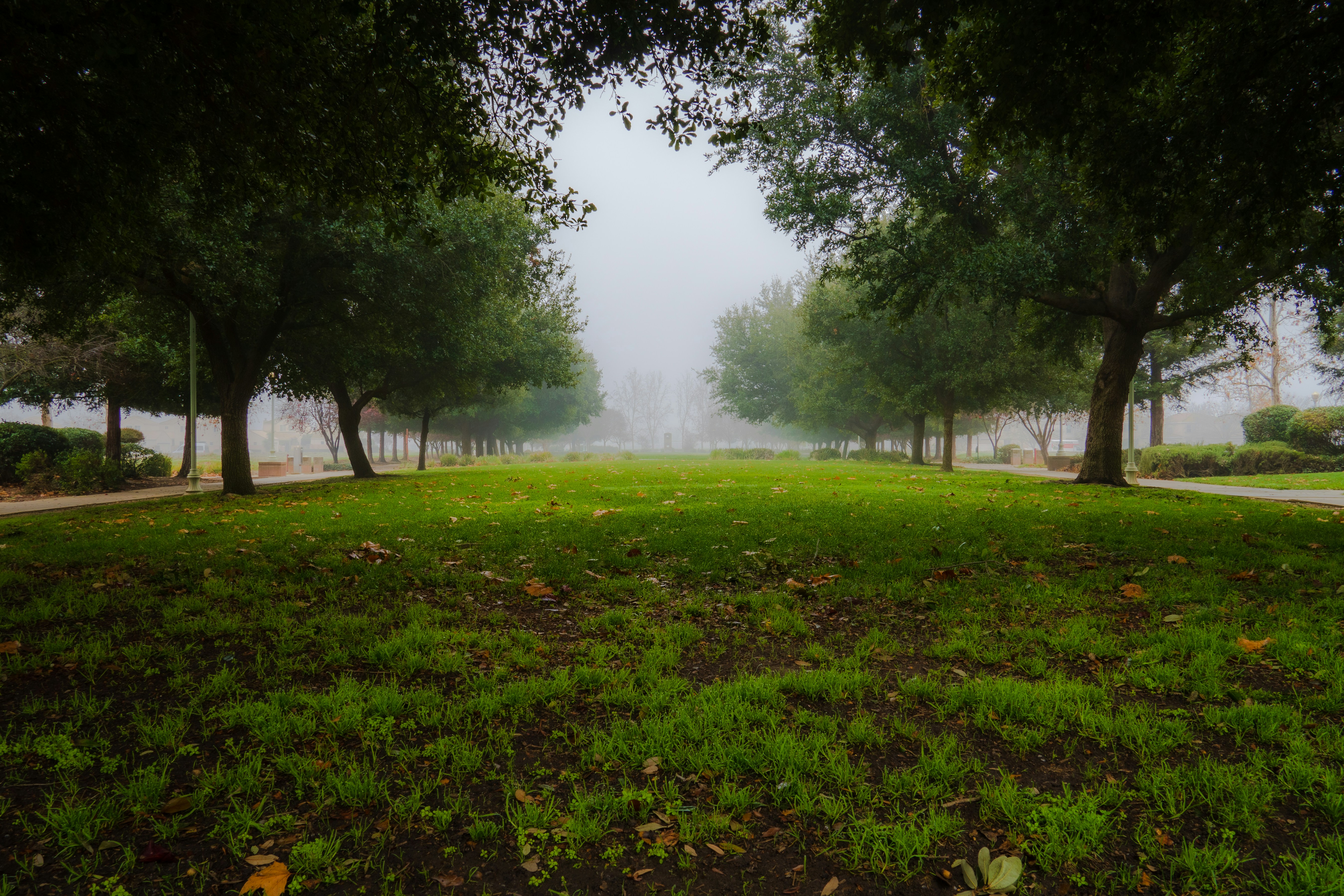 Grove Pictures | Download Free Images on Unsplash