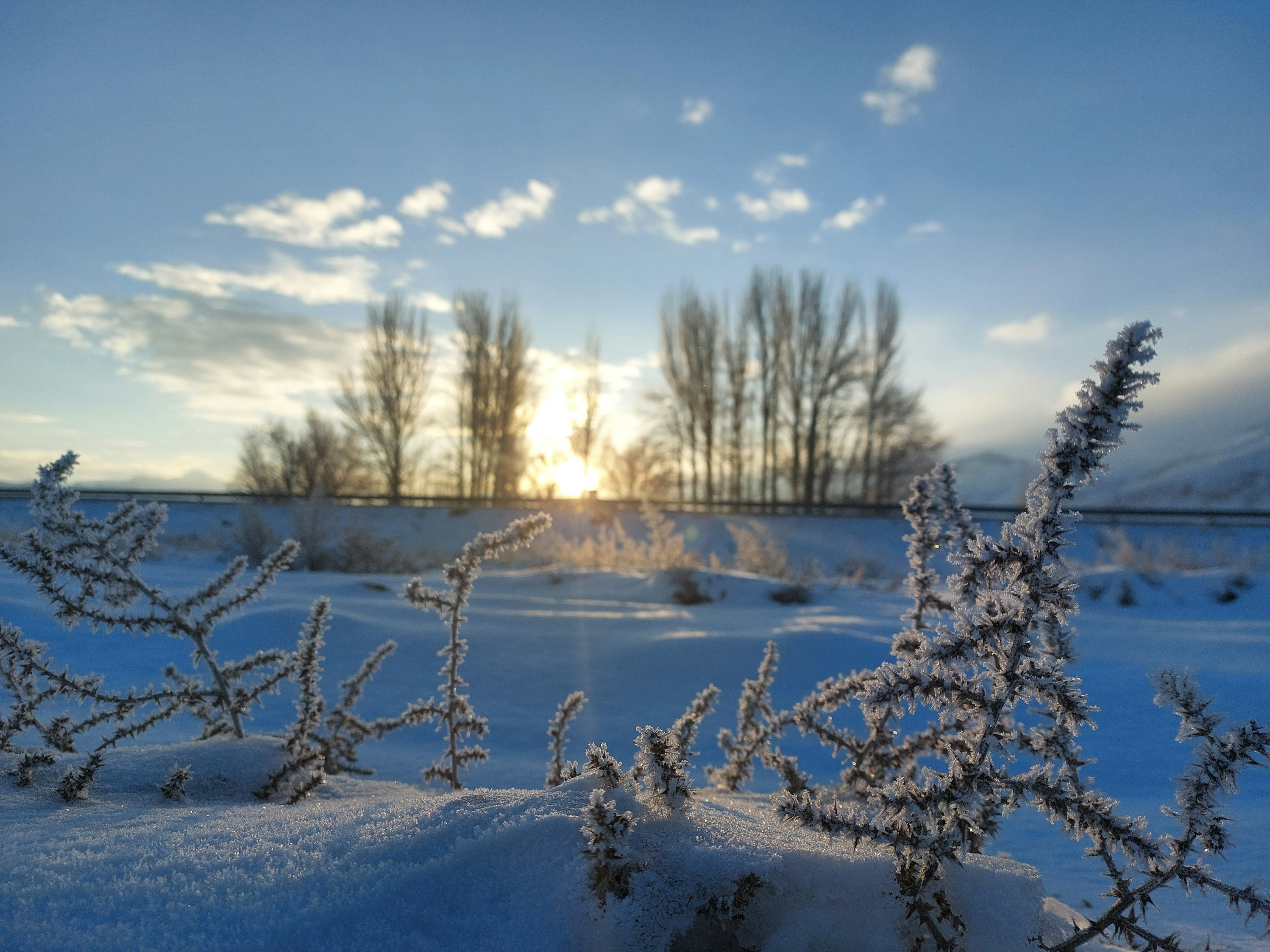 Frost-covered branches in the foreground with a sunrise over bare trees in a snowy landscape.