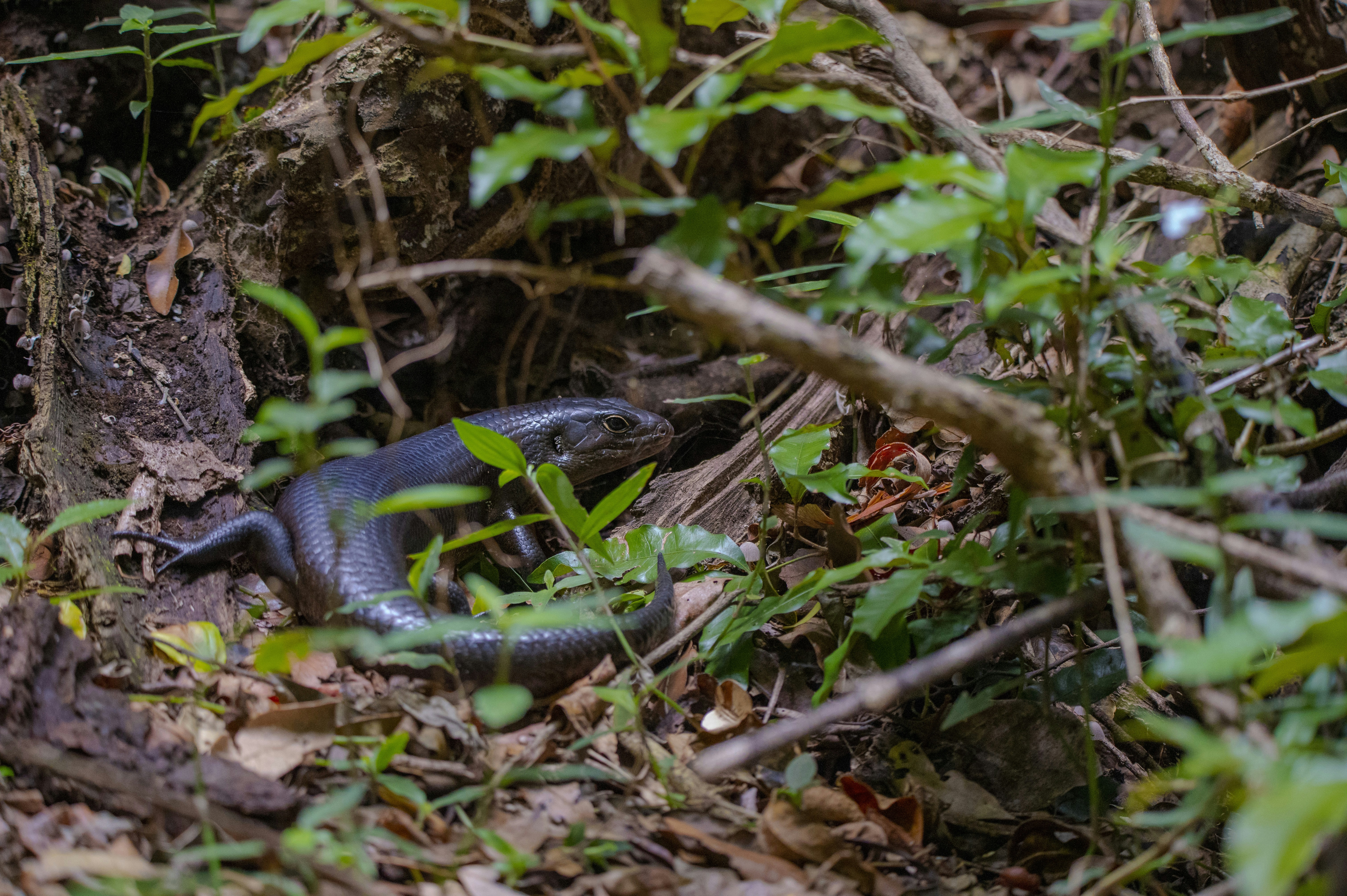 a snake is laying on the ground in the woods
