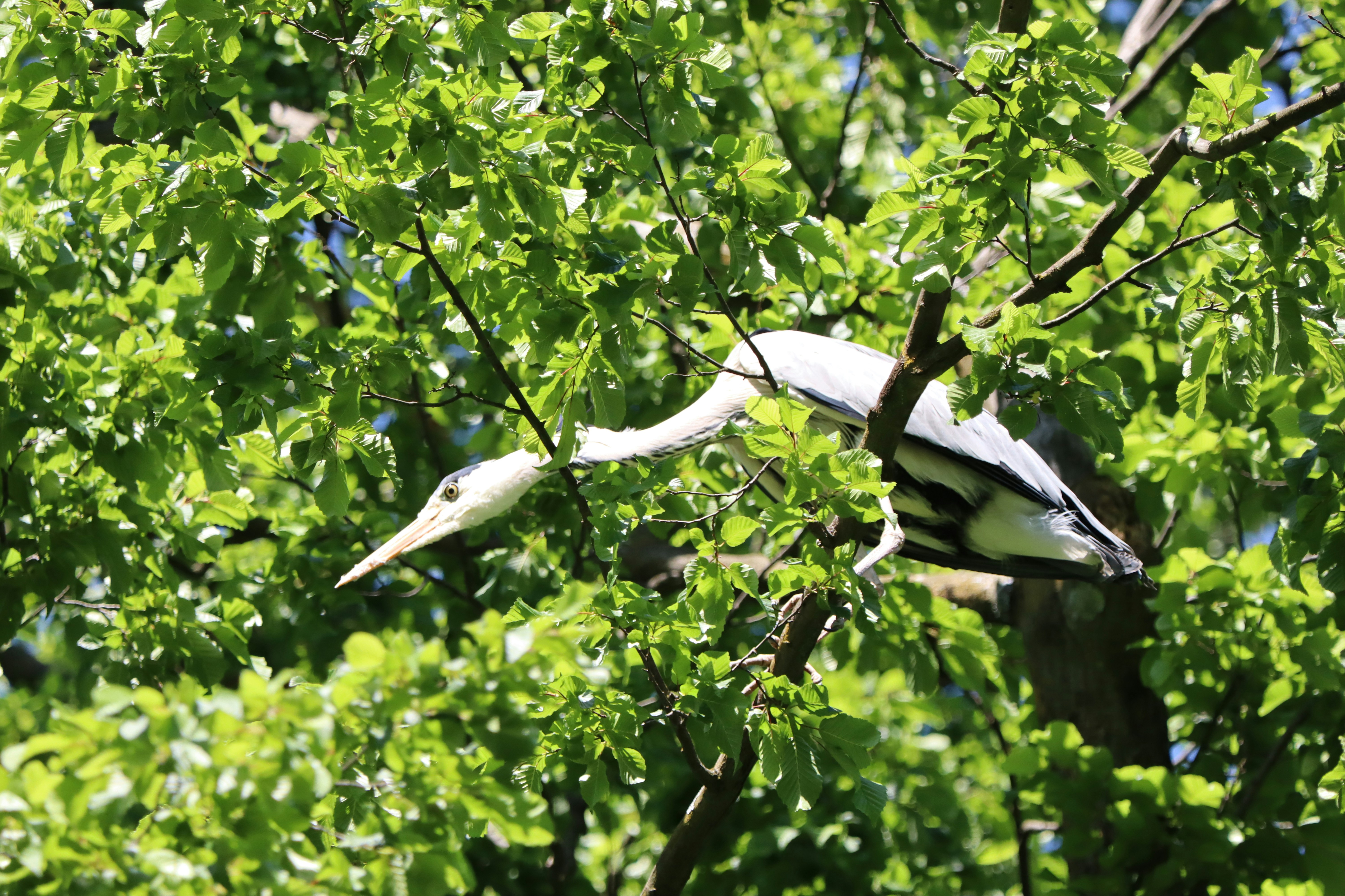 a couple of birds flying through a lush green forest