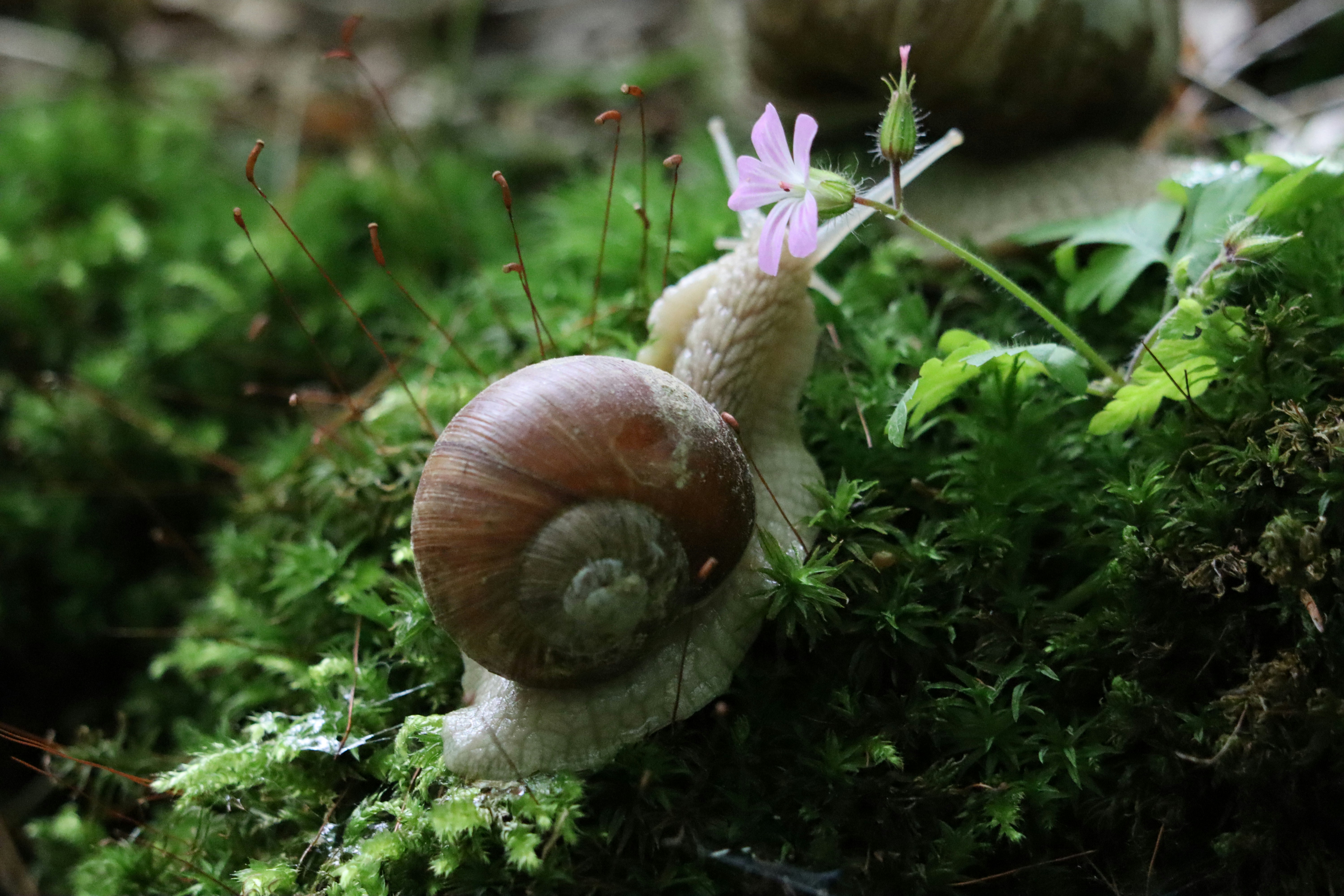 A close up of a snail on a mossy surface photo – Free Moss Image on ...