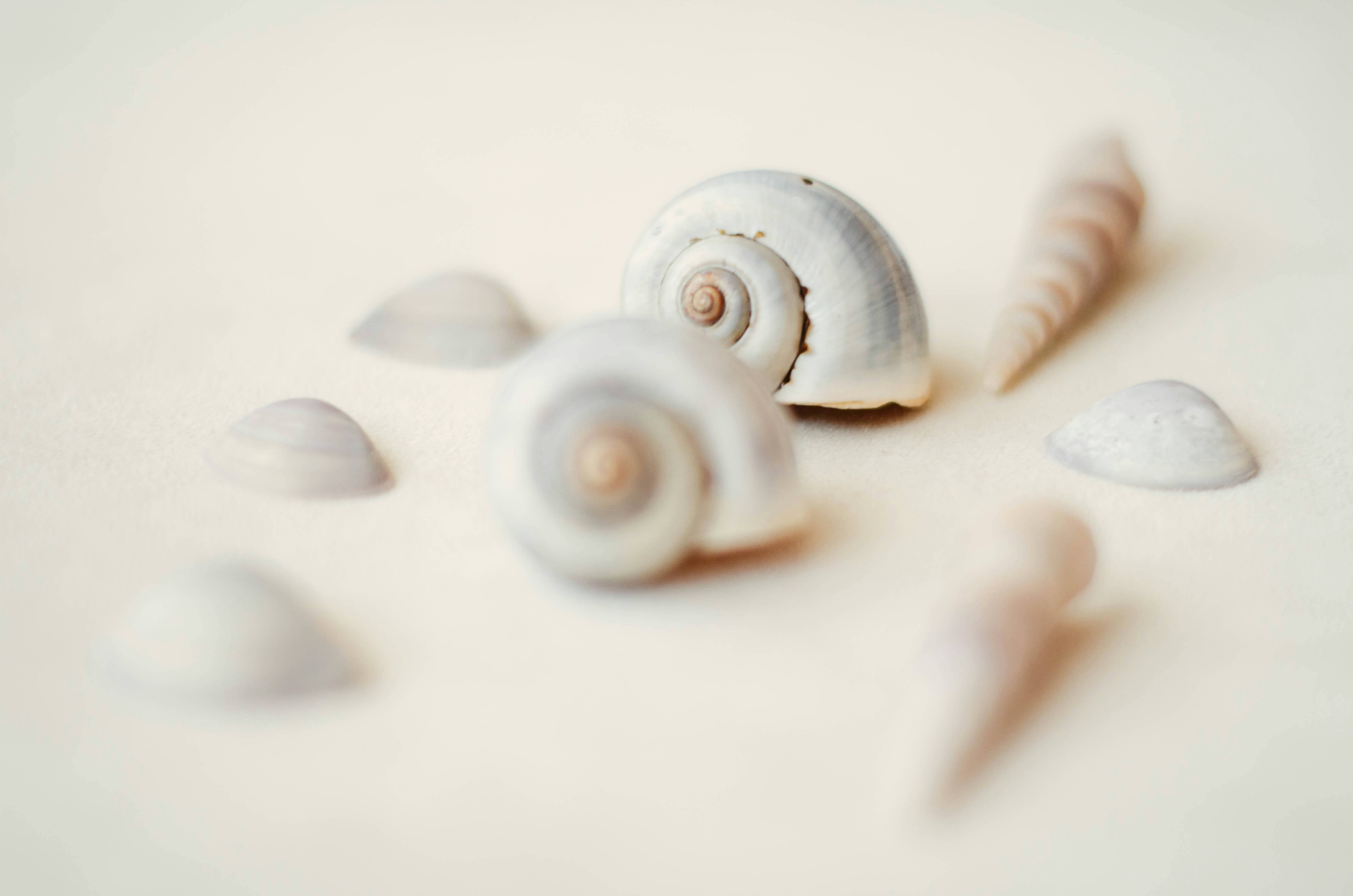 A close up of a sea shell on a white surface photo – Free Sea ...