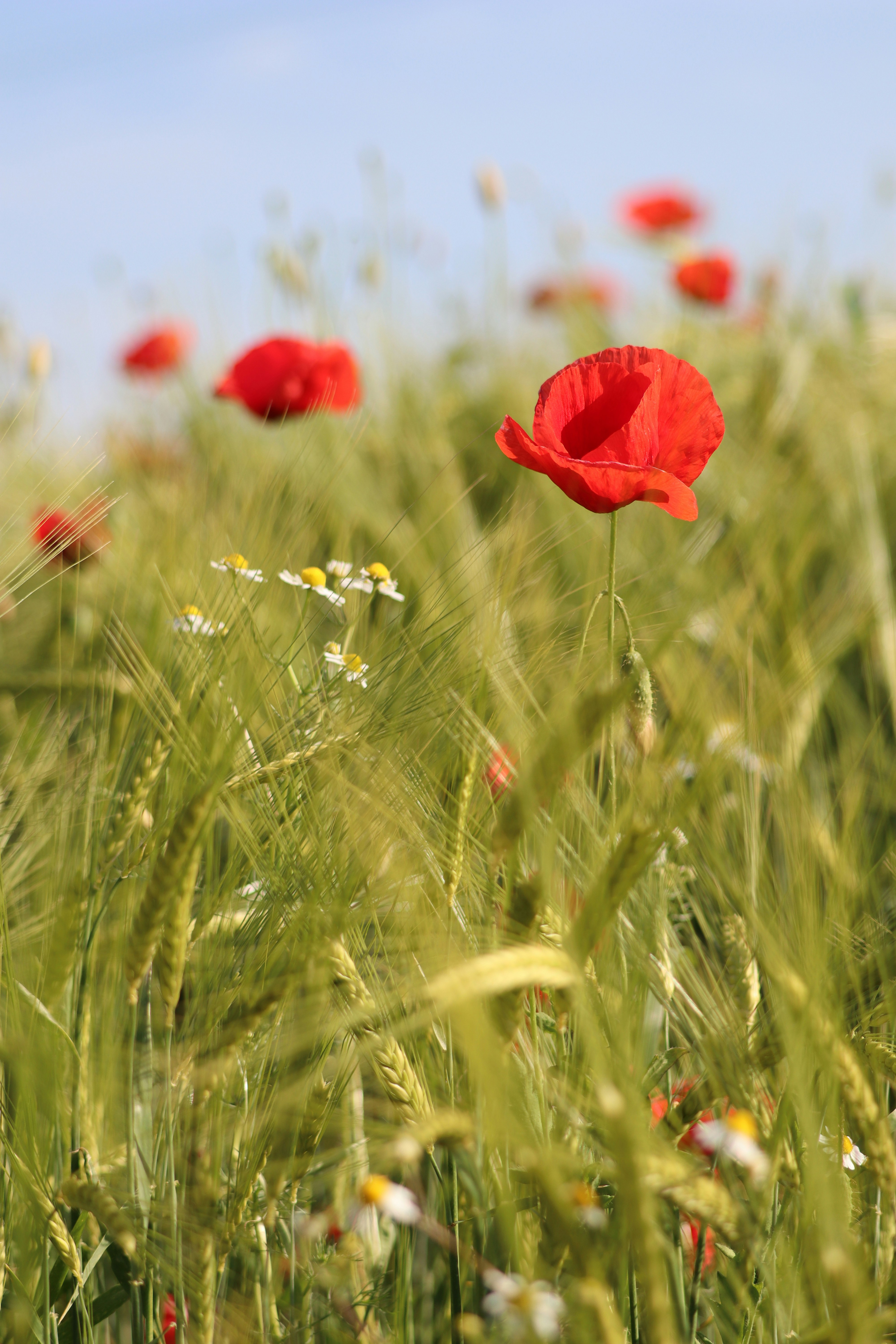 Un champ plein d’herbes hautes et de fleurs rouges photo – Photo ...