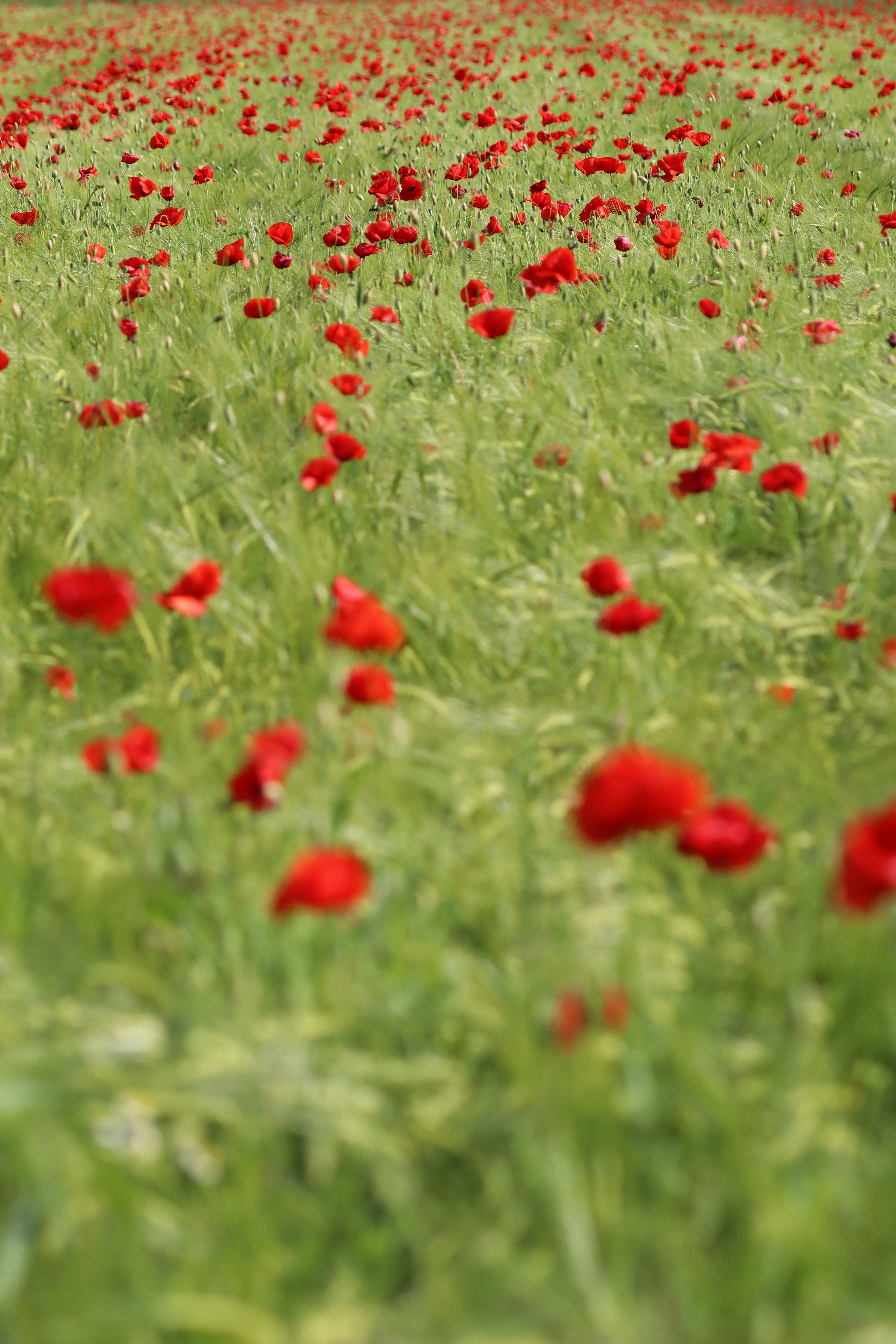 Un champ plein de fleurs rouges et d’herbe verte photo – Photo ...