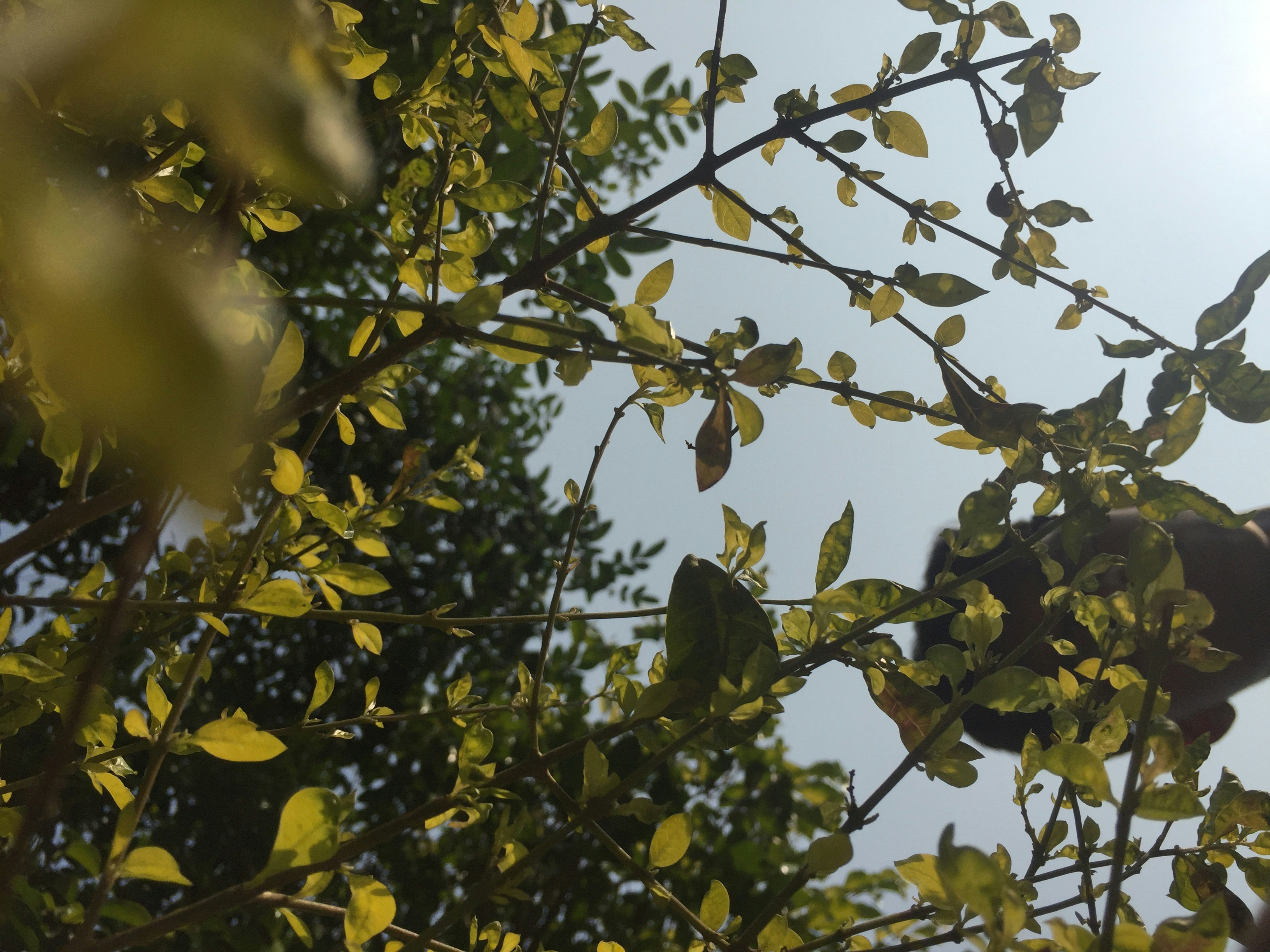 Sunlit lattice of leaves against a pale blue sky