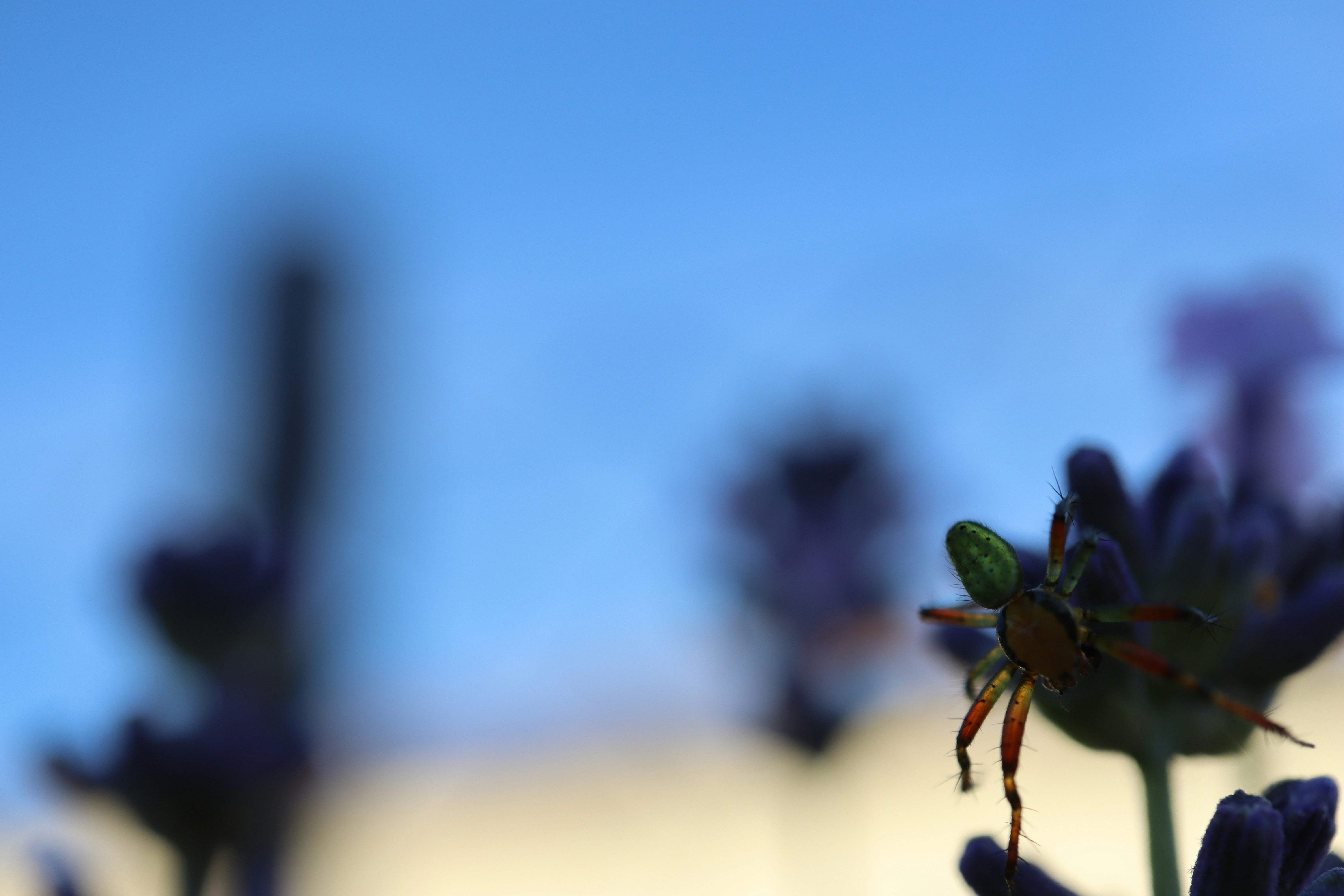 Soft-Focus Lavender: A Quiet Bloom Framed by Sky