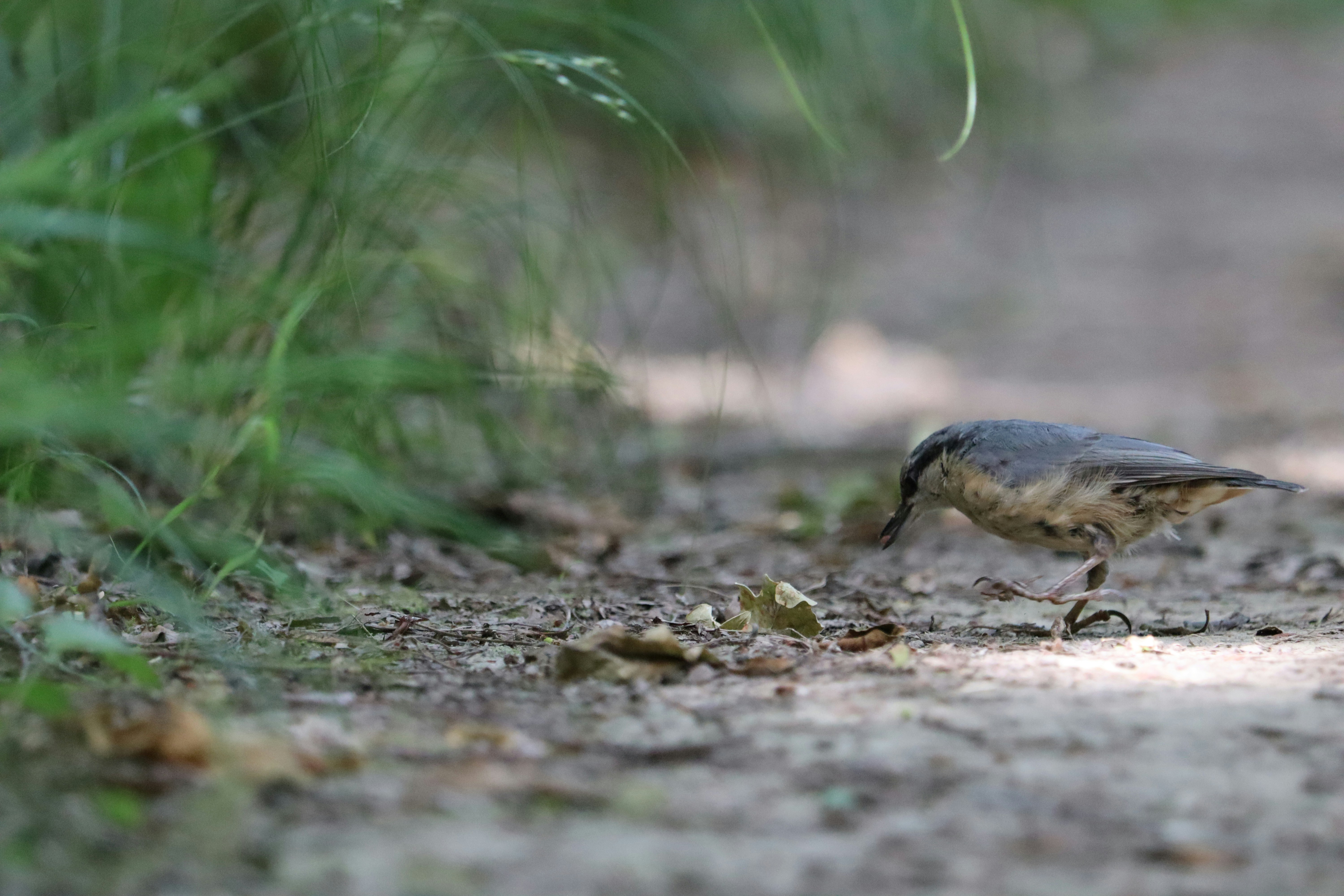 Photo by Nikola  Tomašić with Canon EOS M50