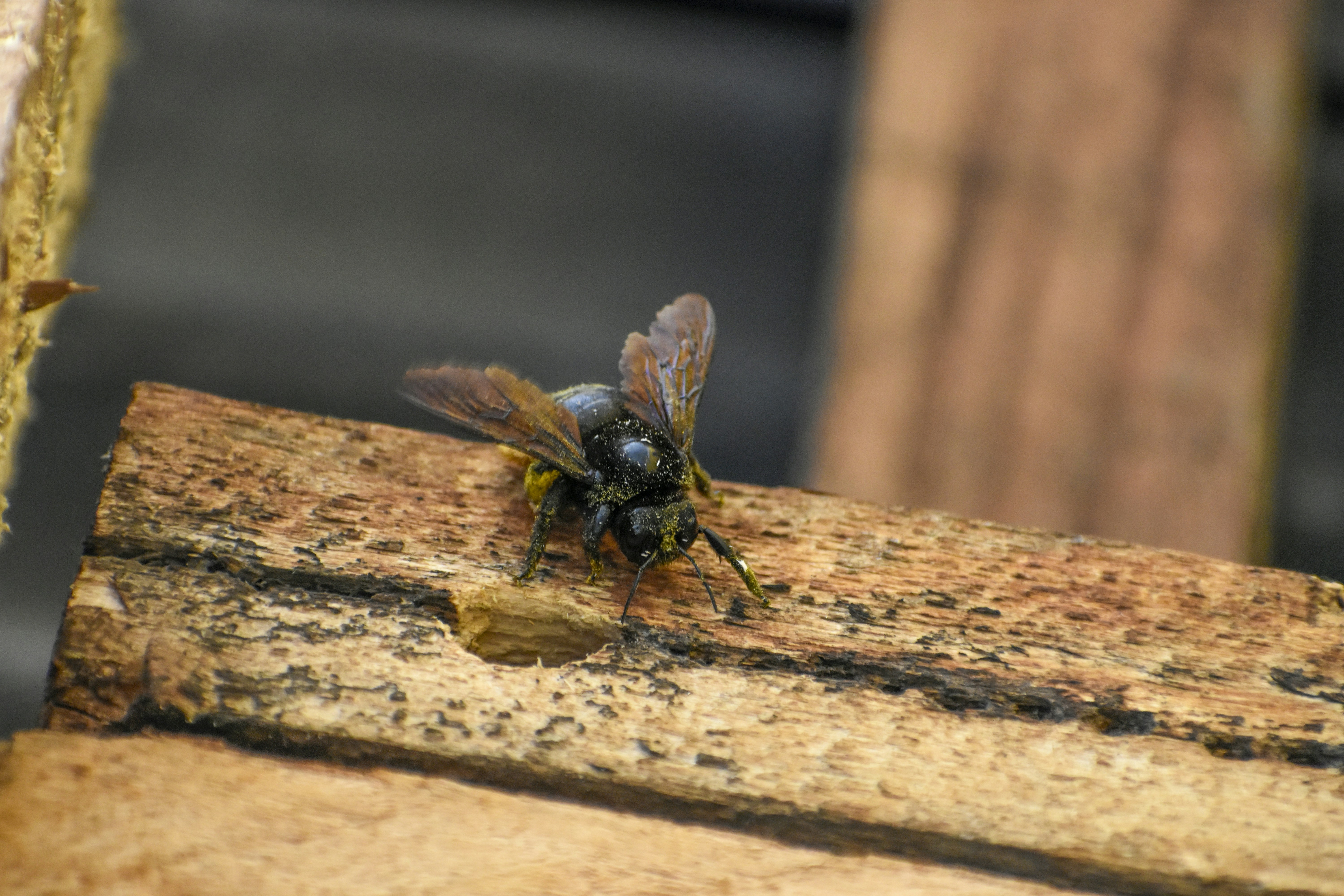 Bee on a plank: a close-up of a foraging hornet/bumblebee amid wooden textures