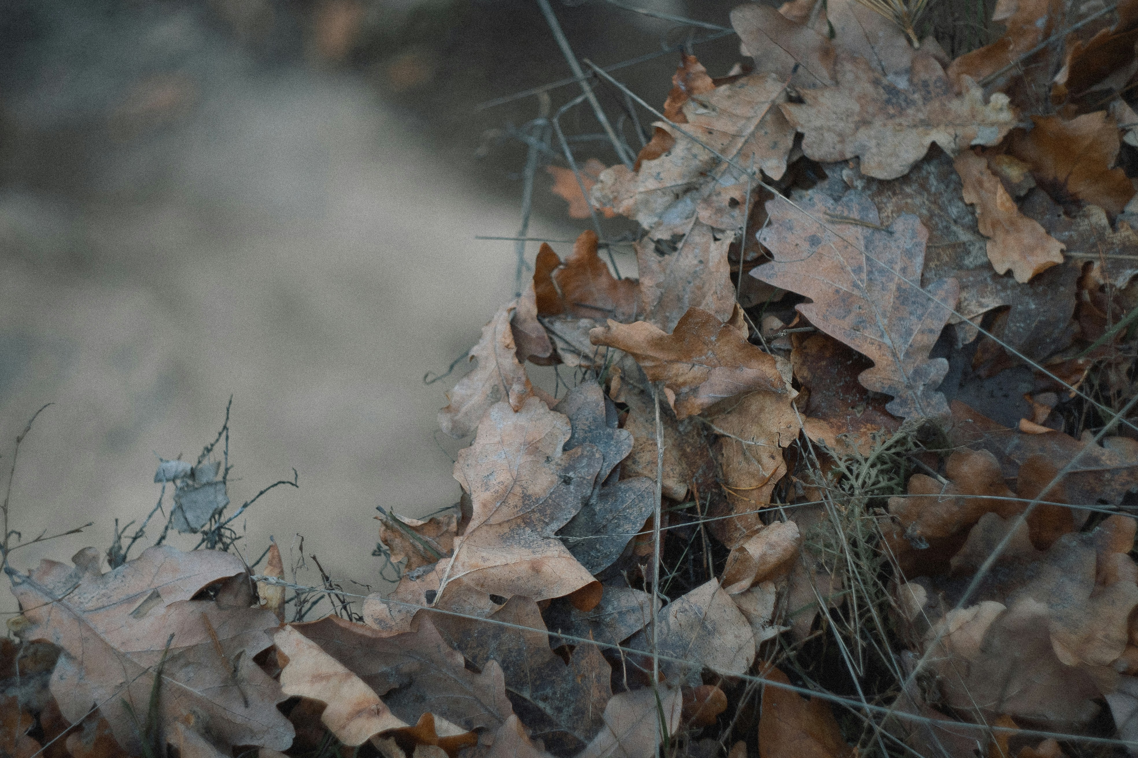 Fog-Softened Autumn Leaf Texture: A Close-Up Study