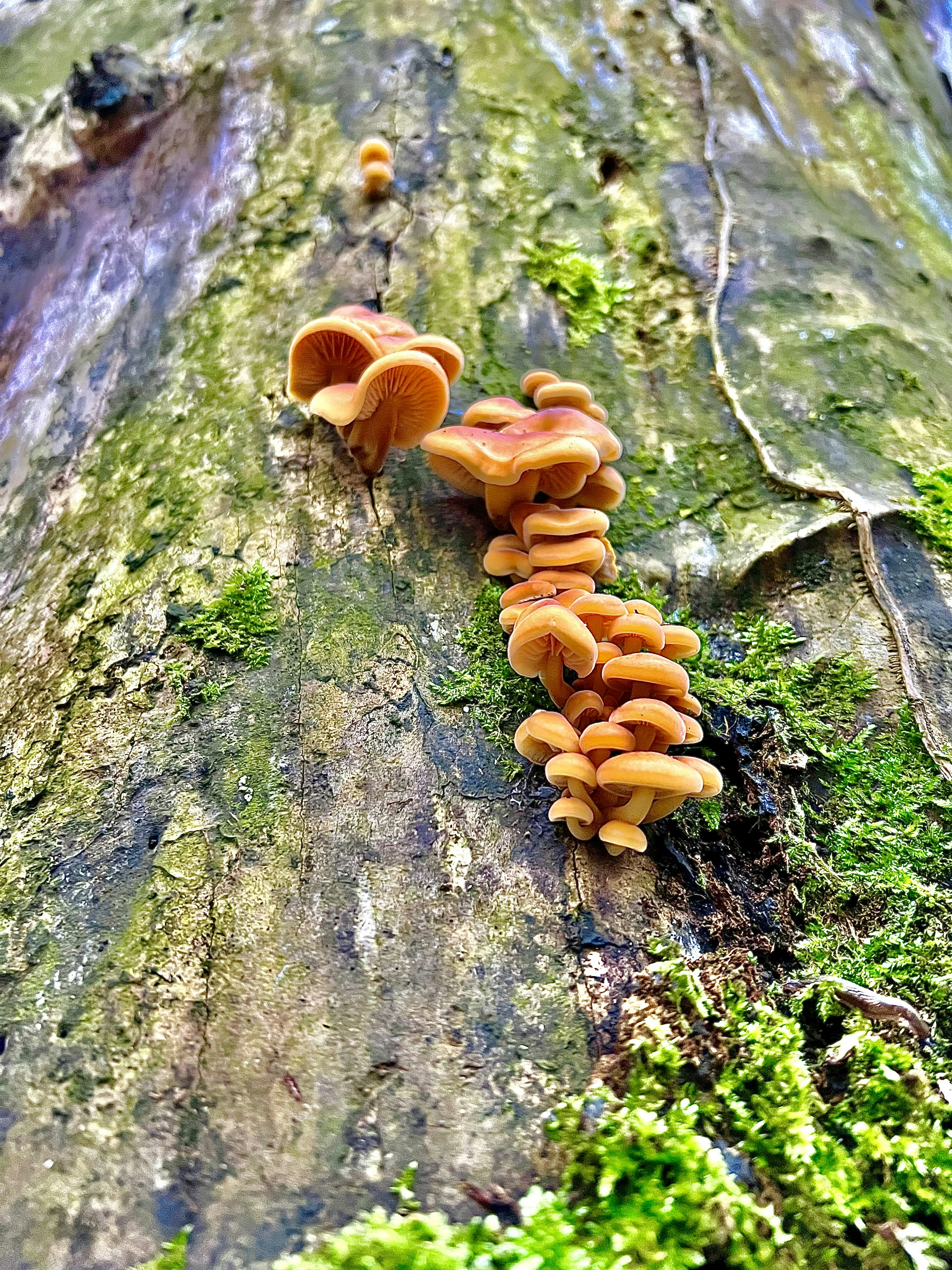 Amber Shelf Fungi Ascend the Mossy Bark: A Close-Up Study