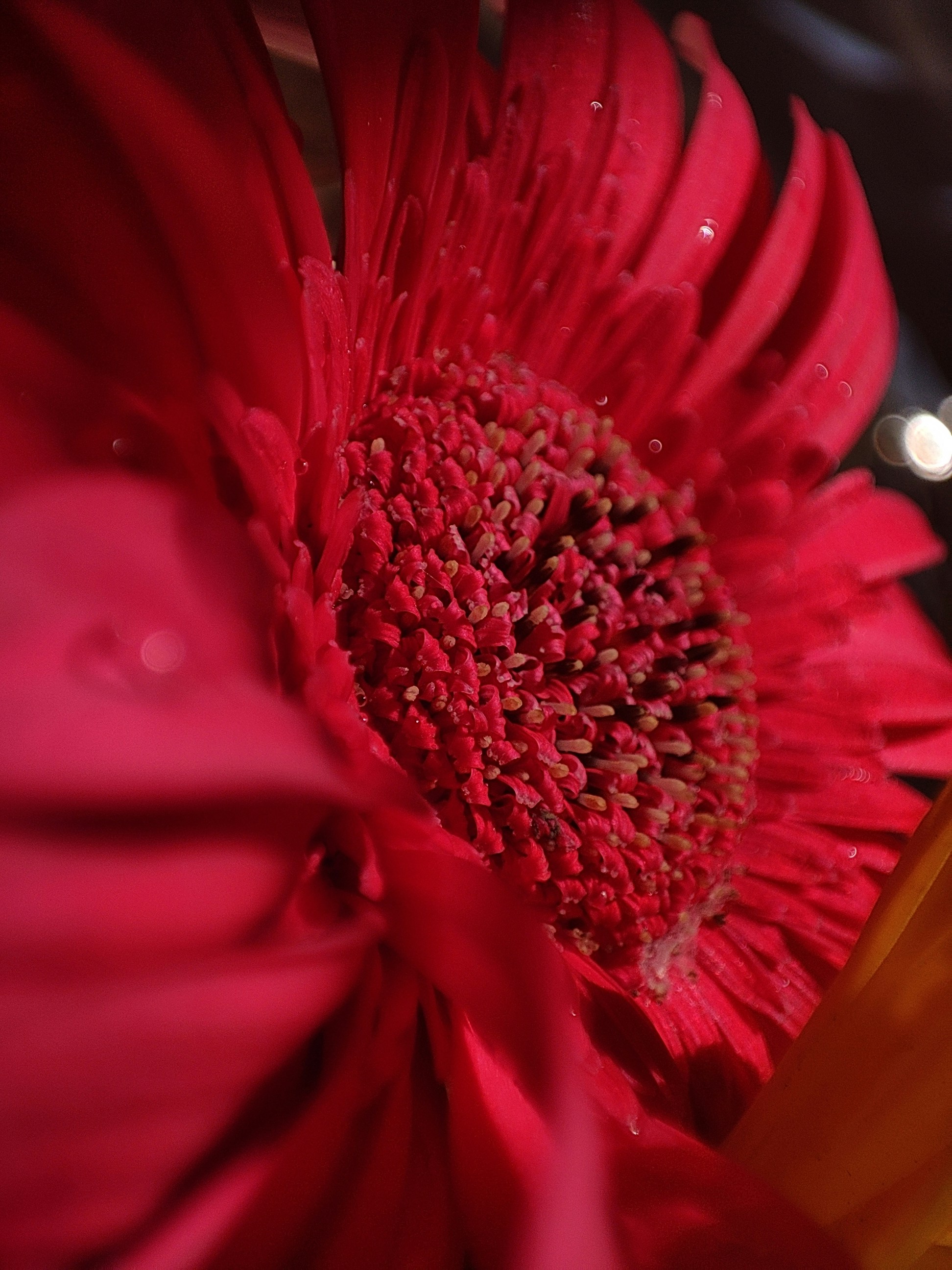 a red flower with water droplets on it
