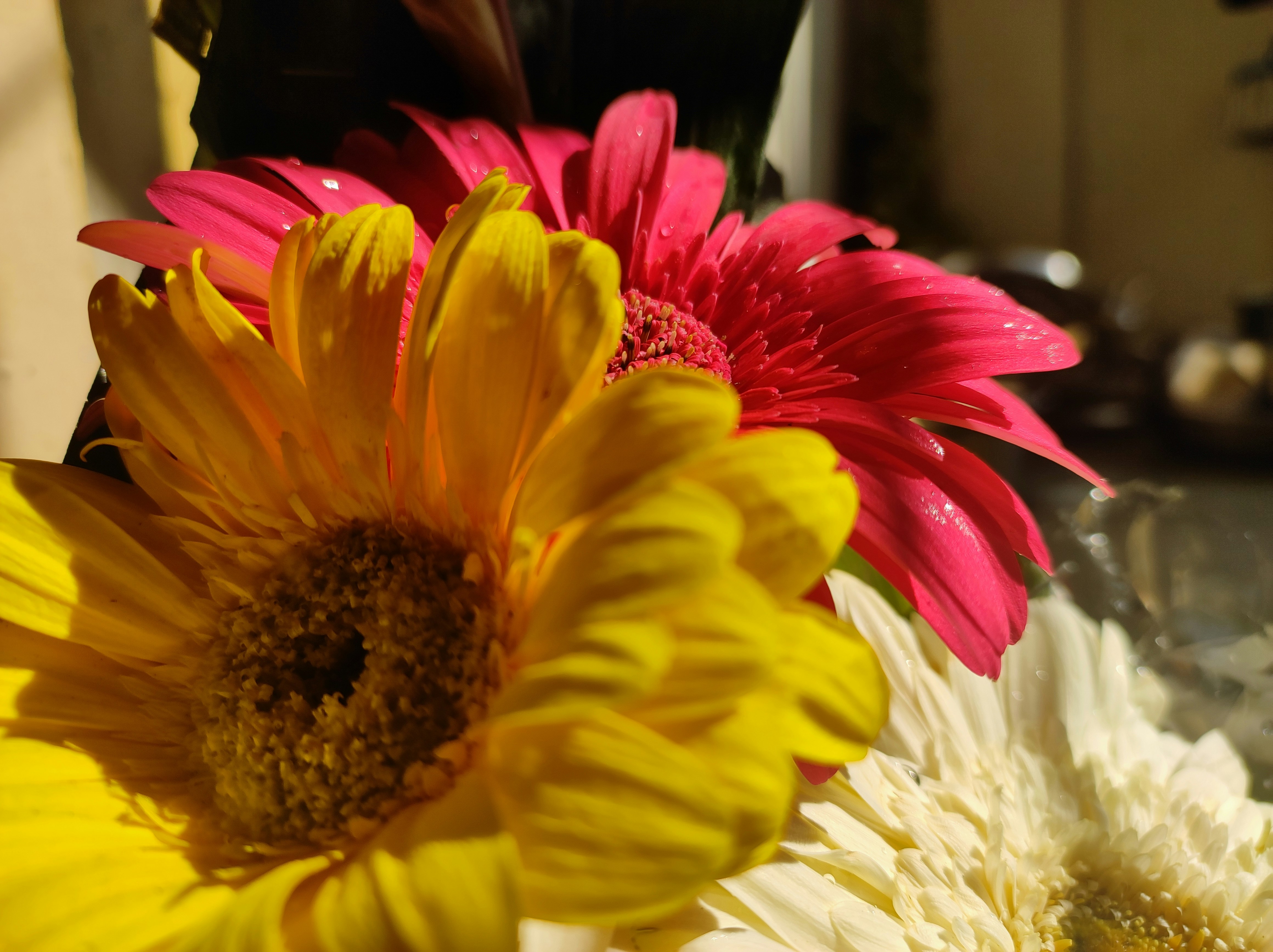 Sunlit Gerberas in Close-Up Bloom